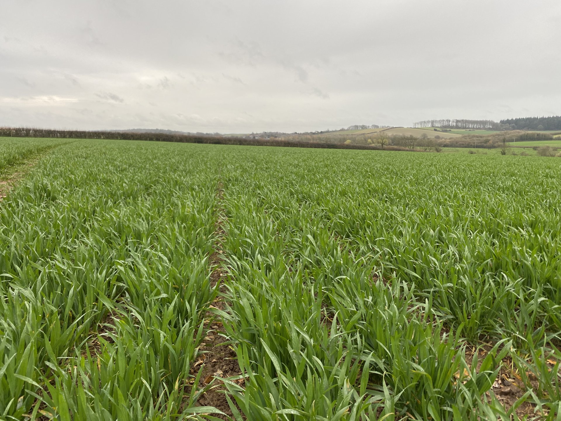 Direct/Strip-till drilling photo gallery | Page 134 | The Farming Forum