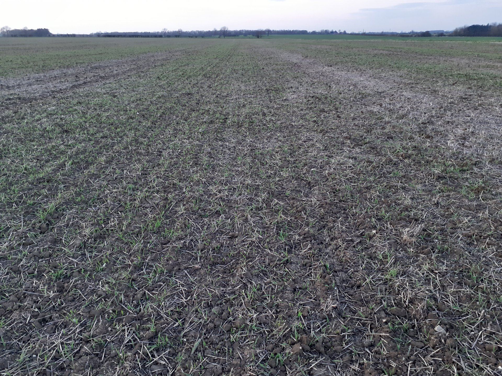Direct/Strip-till drilling photo gallery | Page 134 | The Farming Forum
