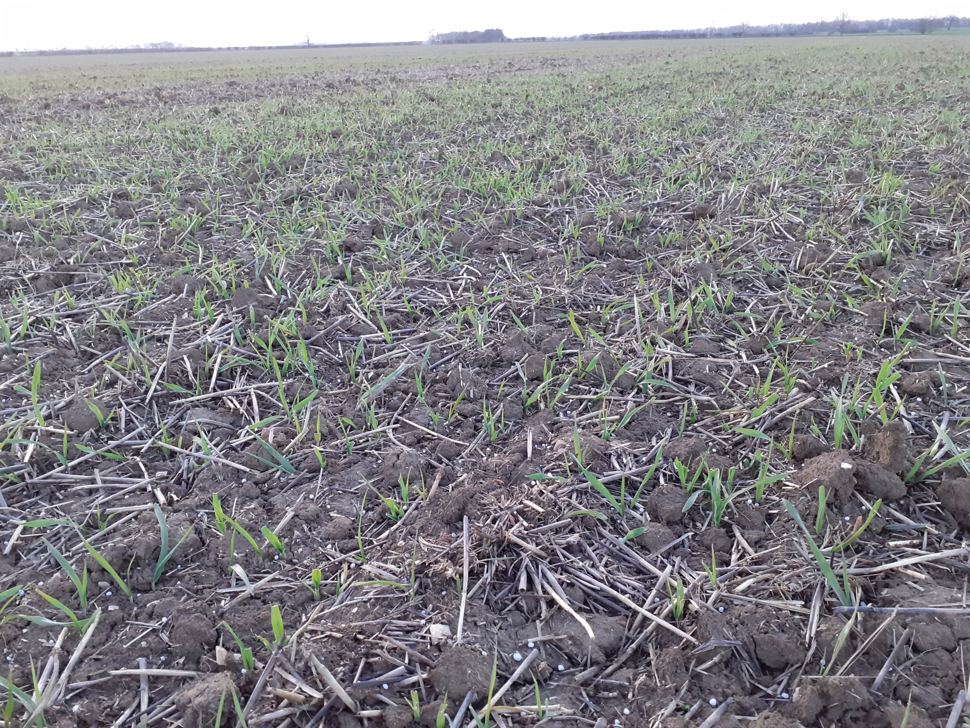 Direct/Strip-till drilling photo gallery | Page 134 | The Farming Forum