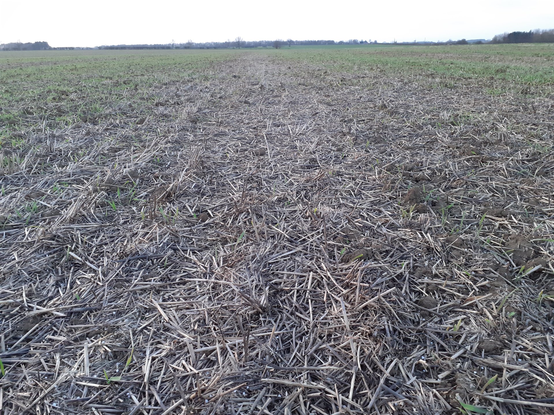 Direct/Strip-till drilling photo gallery | Page 134 | The Farming Forum