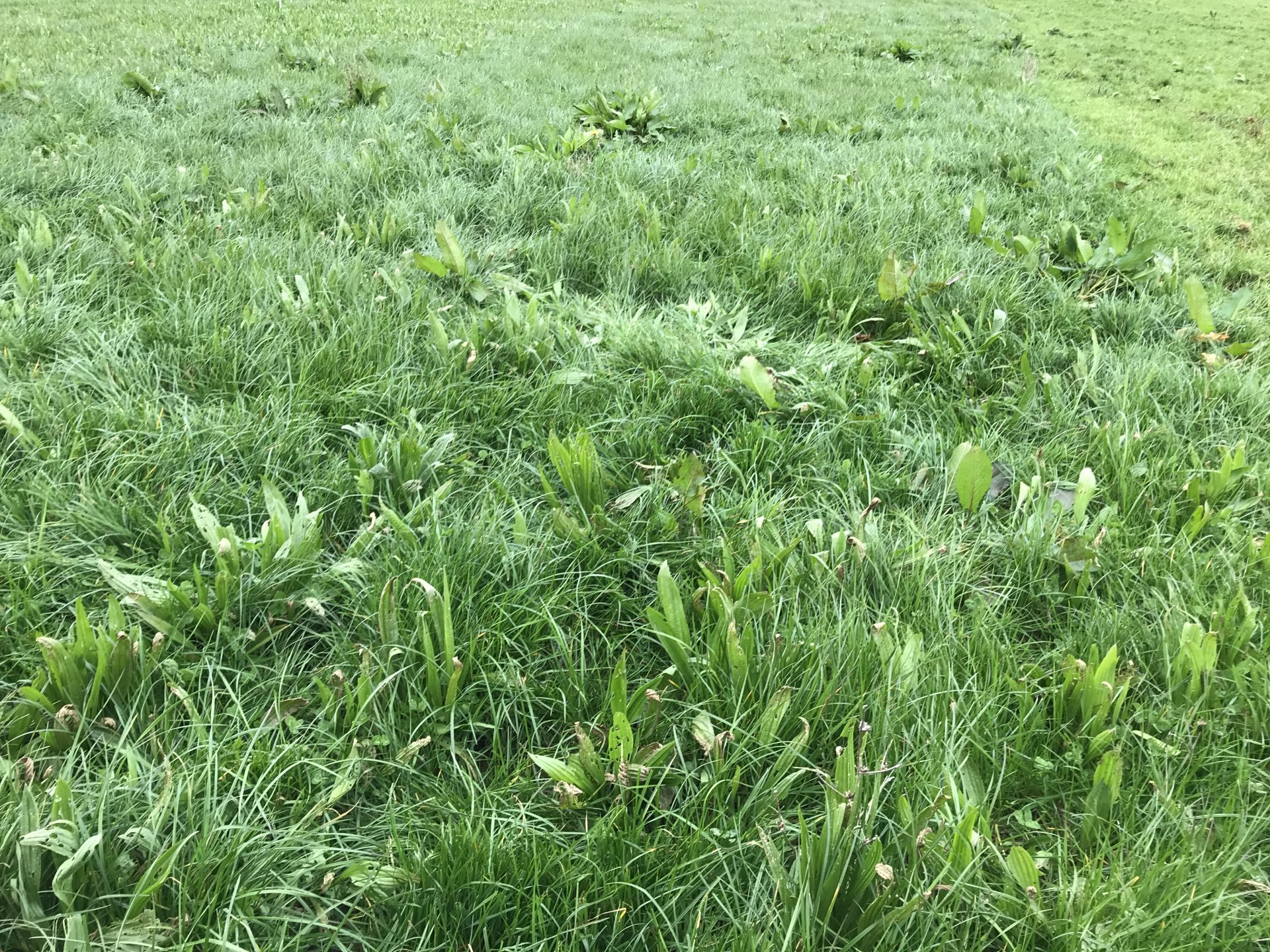 GS4/Herbal Leys | Page 3 | The Farming Forum