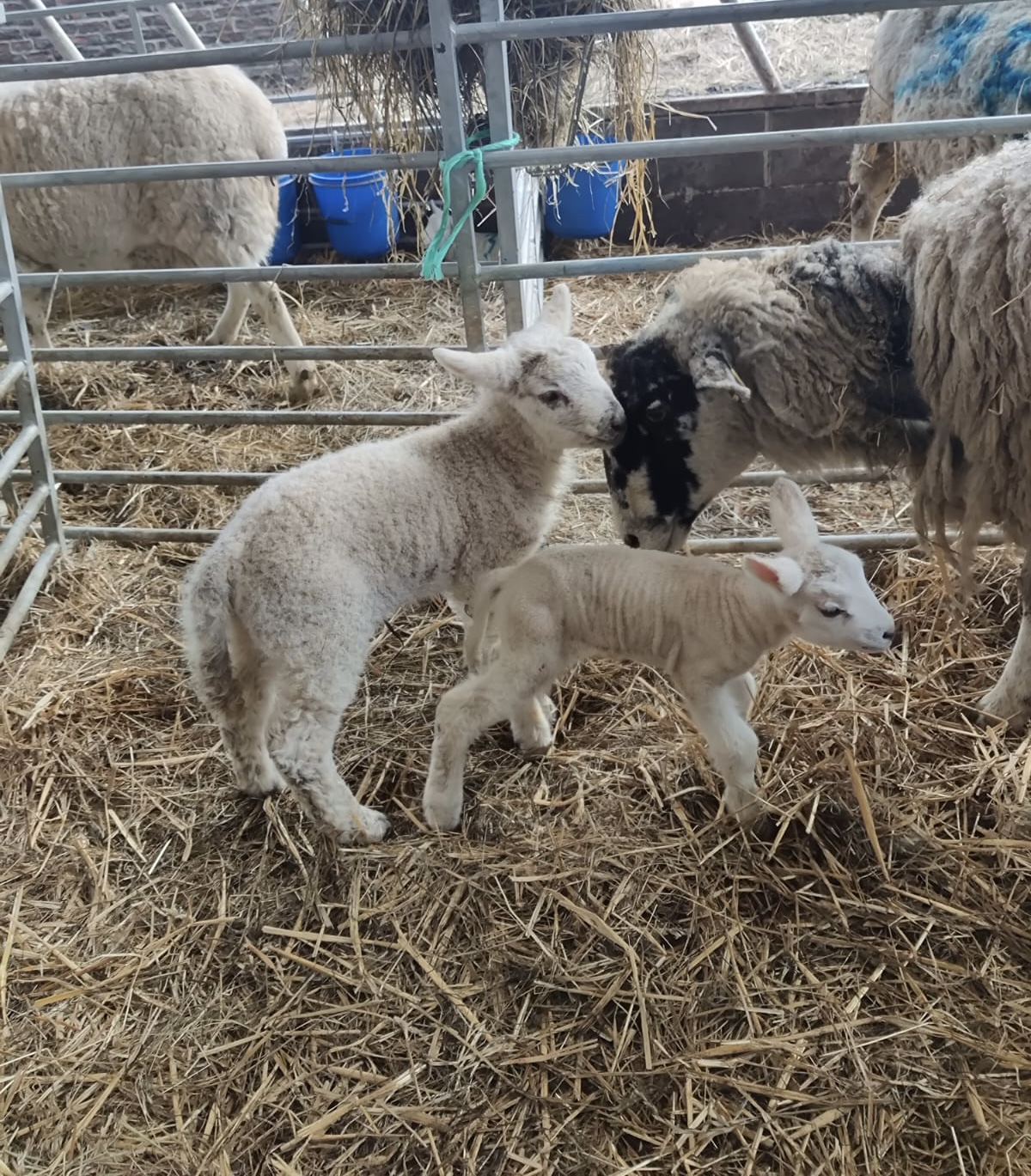 Heaviest lamb 2023 | The Farming Forum