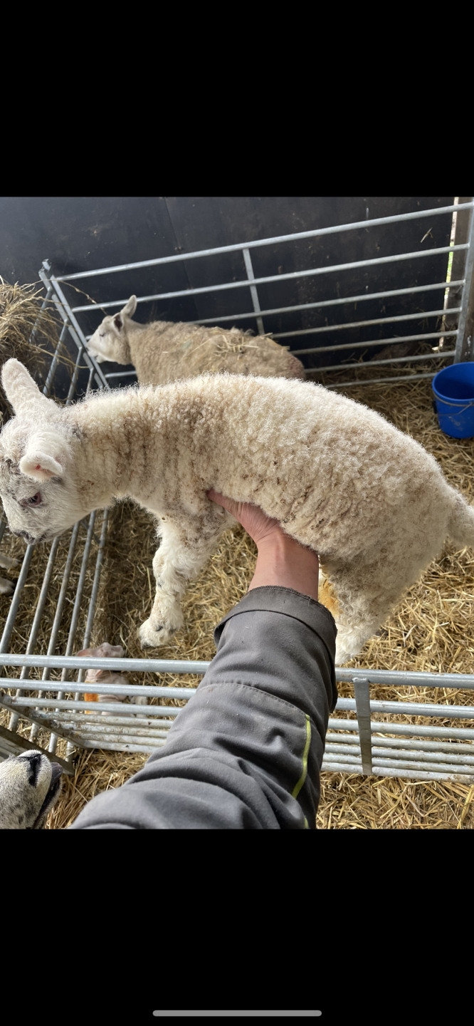 Heaviest lamb 2023 | The Farming Forum