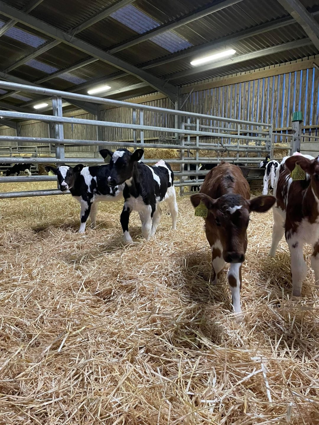 180-200 heifer calves for sale Cheshire | The Farming Forum