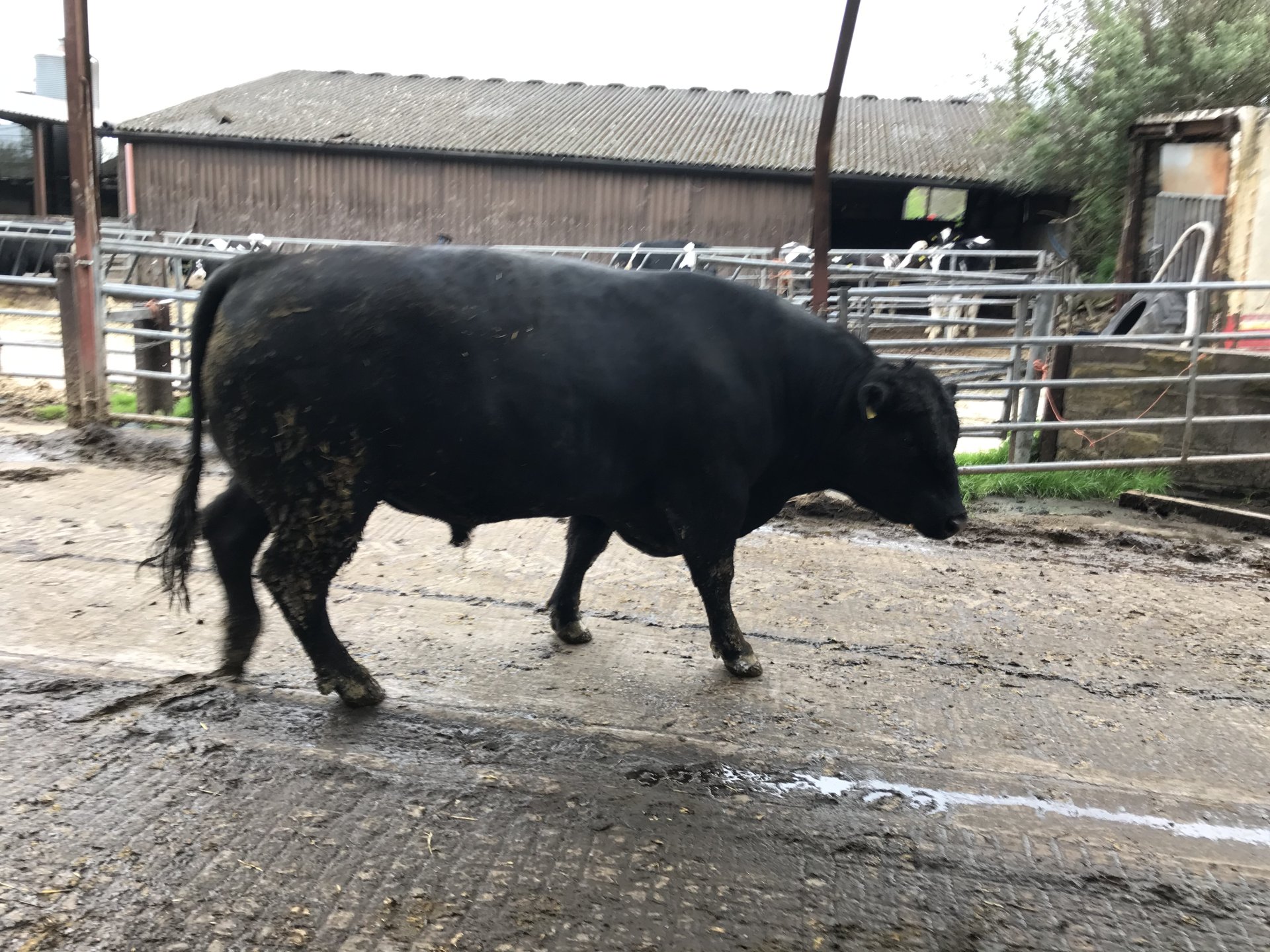 Line one Herefords | Page 32 | The Farming Forum