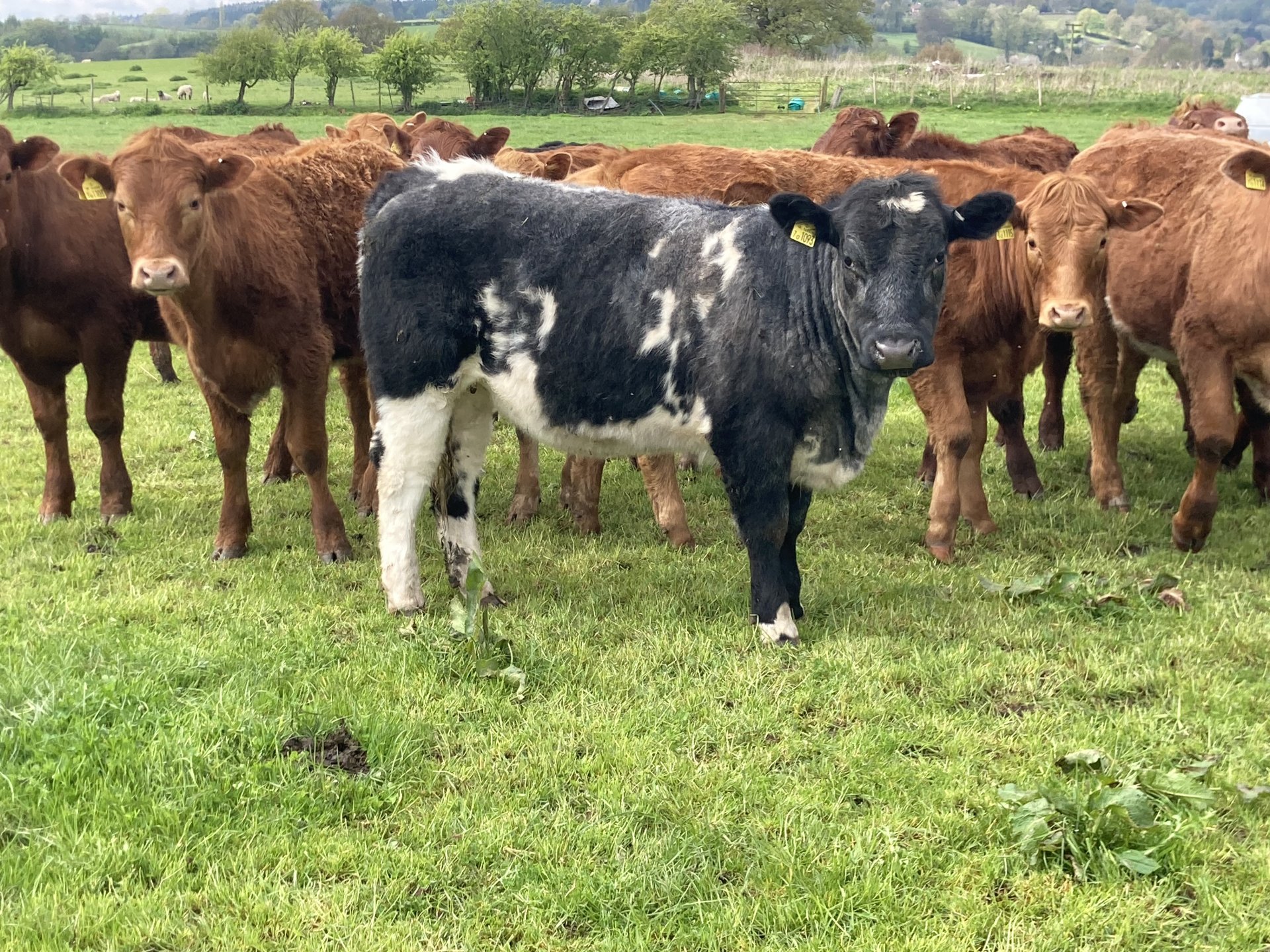 Livestock mart on tomorrow or Saturday | The Farming Forum