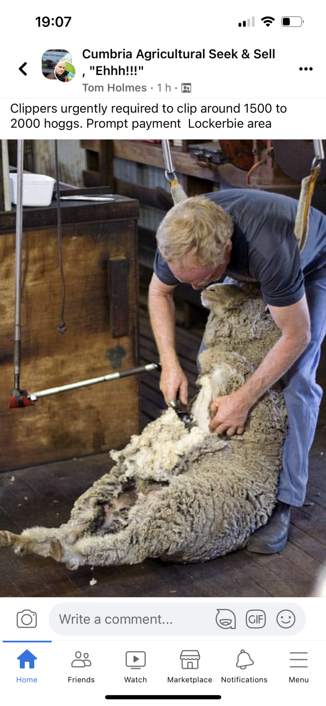 Confessions of the Sheep/Beef Cattle/Pig Addicts | Page 1555 | The ...