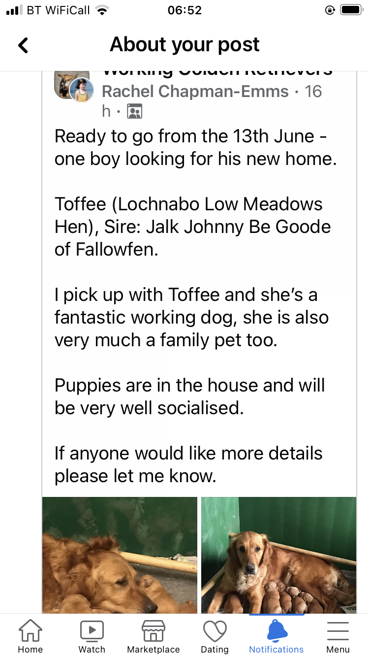 One working strain Golden Retriever dog puppy | The Farming Forum