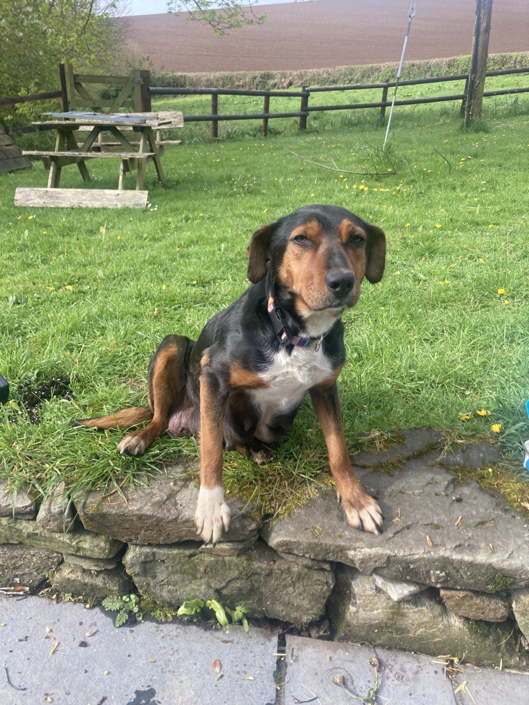 Huntaway x pups | The Farming Forum