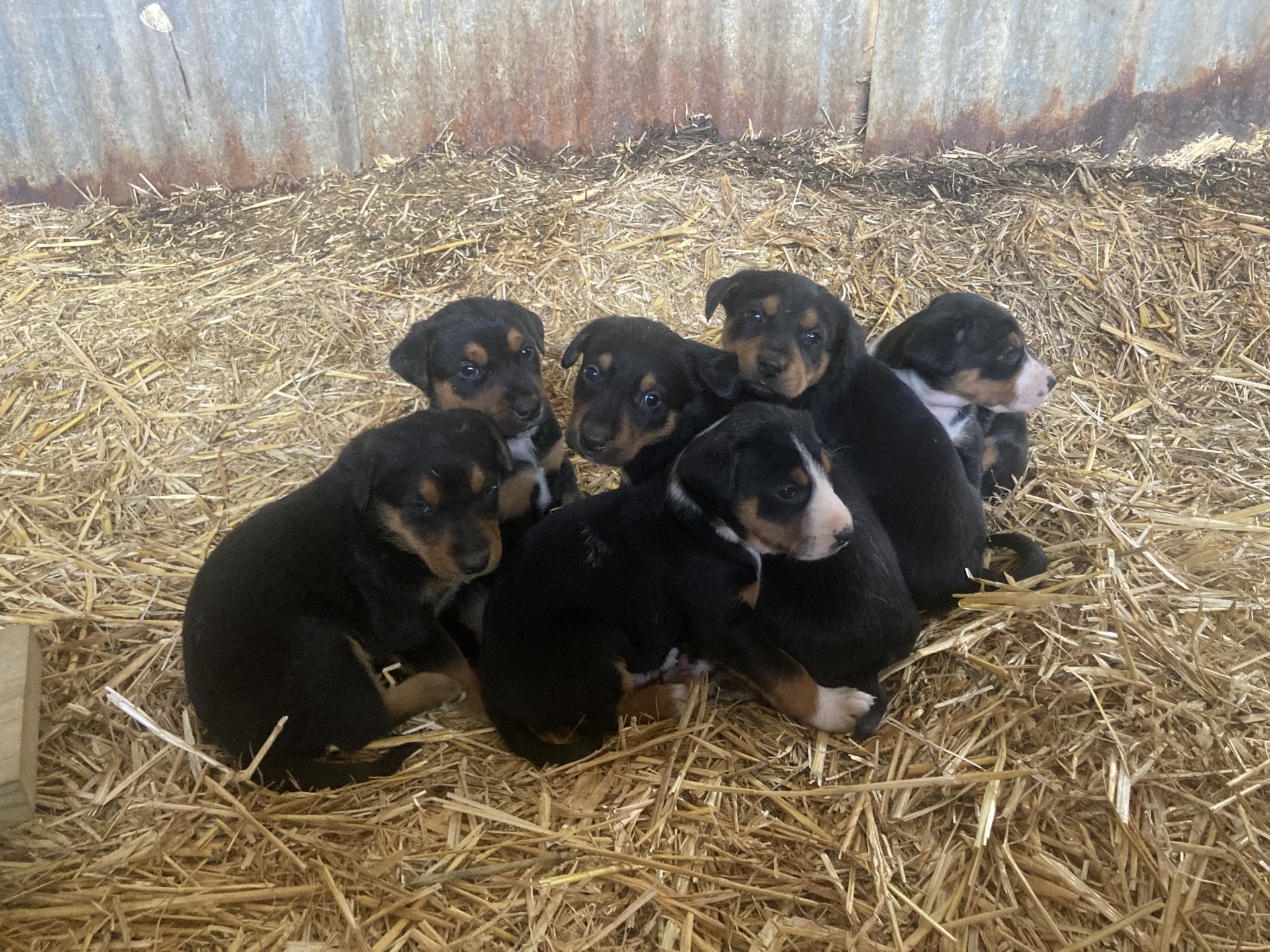 Huntaway x pups | The Farming Forum