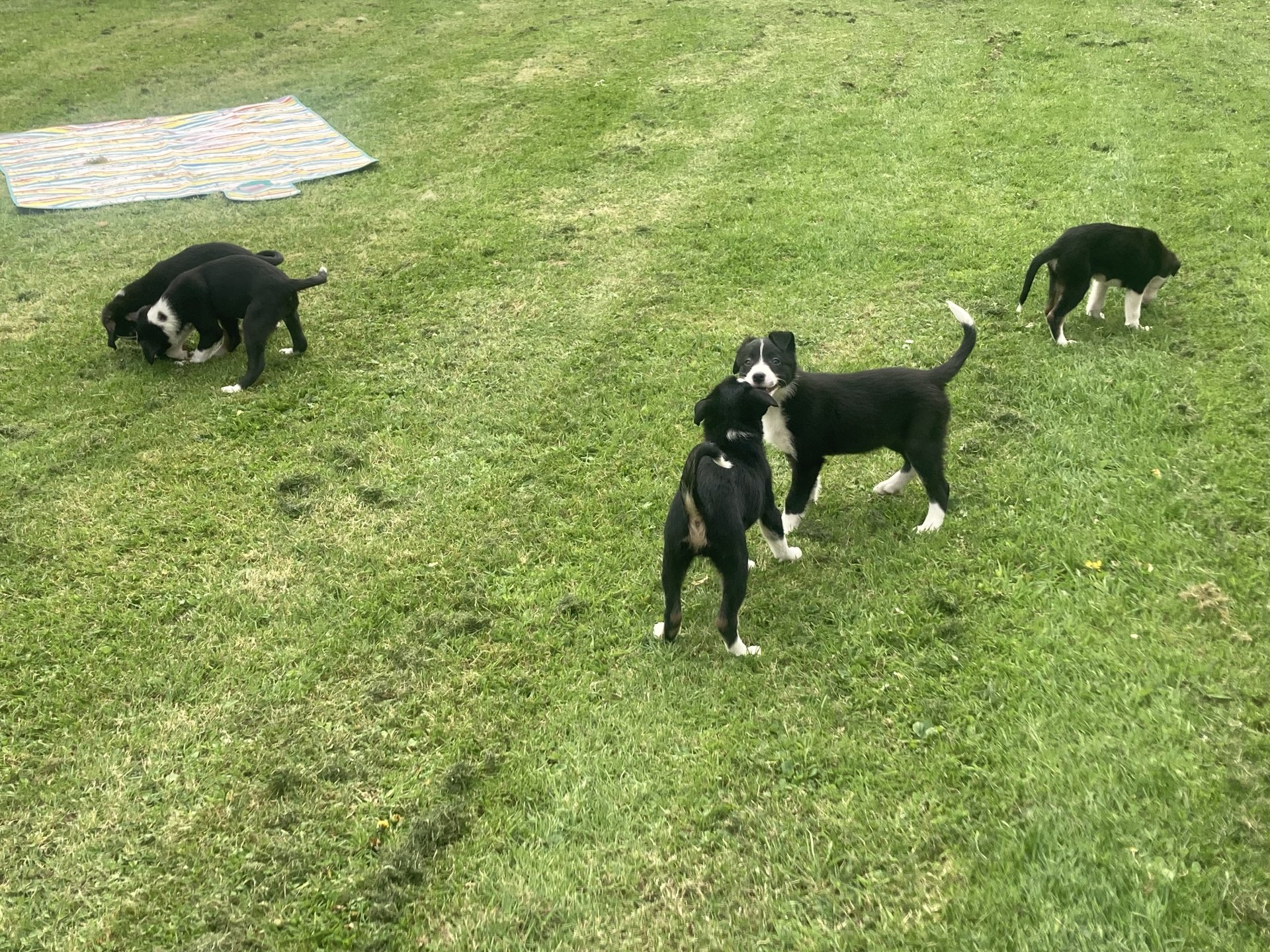 Pure Collie pups | The Farming Forum