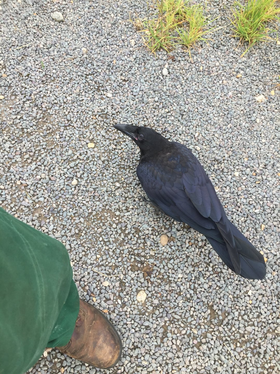 Ravens - any traps that work? | Page 2 | The Farming Forum