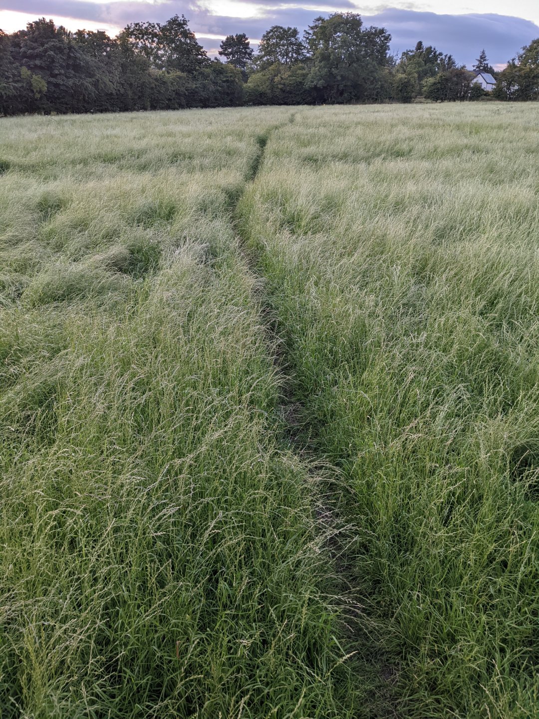 Footpath across grass field for silage | The Farming Forum