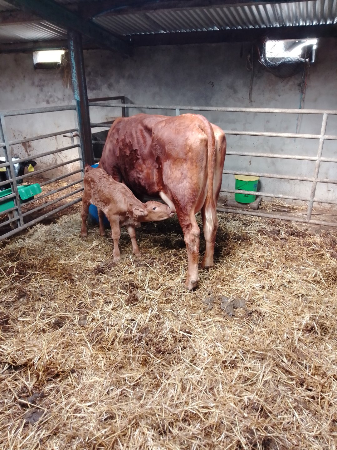 Putting a calf on a heifer. | The Farming Forum