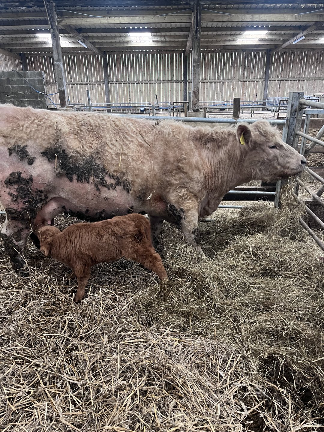 Putting a calf on a heifer. | The Farming Forum