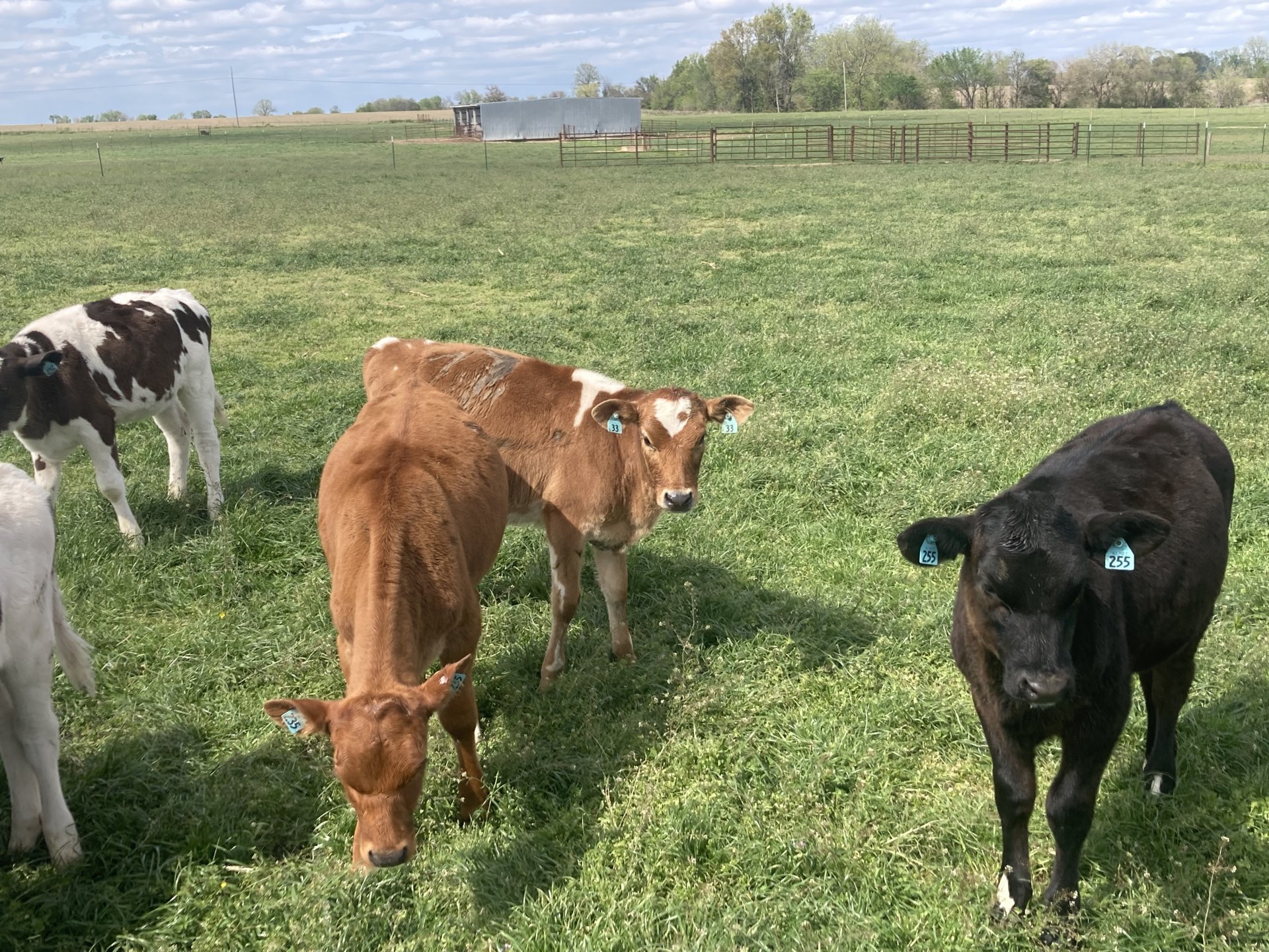 Feeding higher volumes of calf milk - Dispelling the feeding myths ...