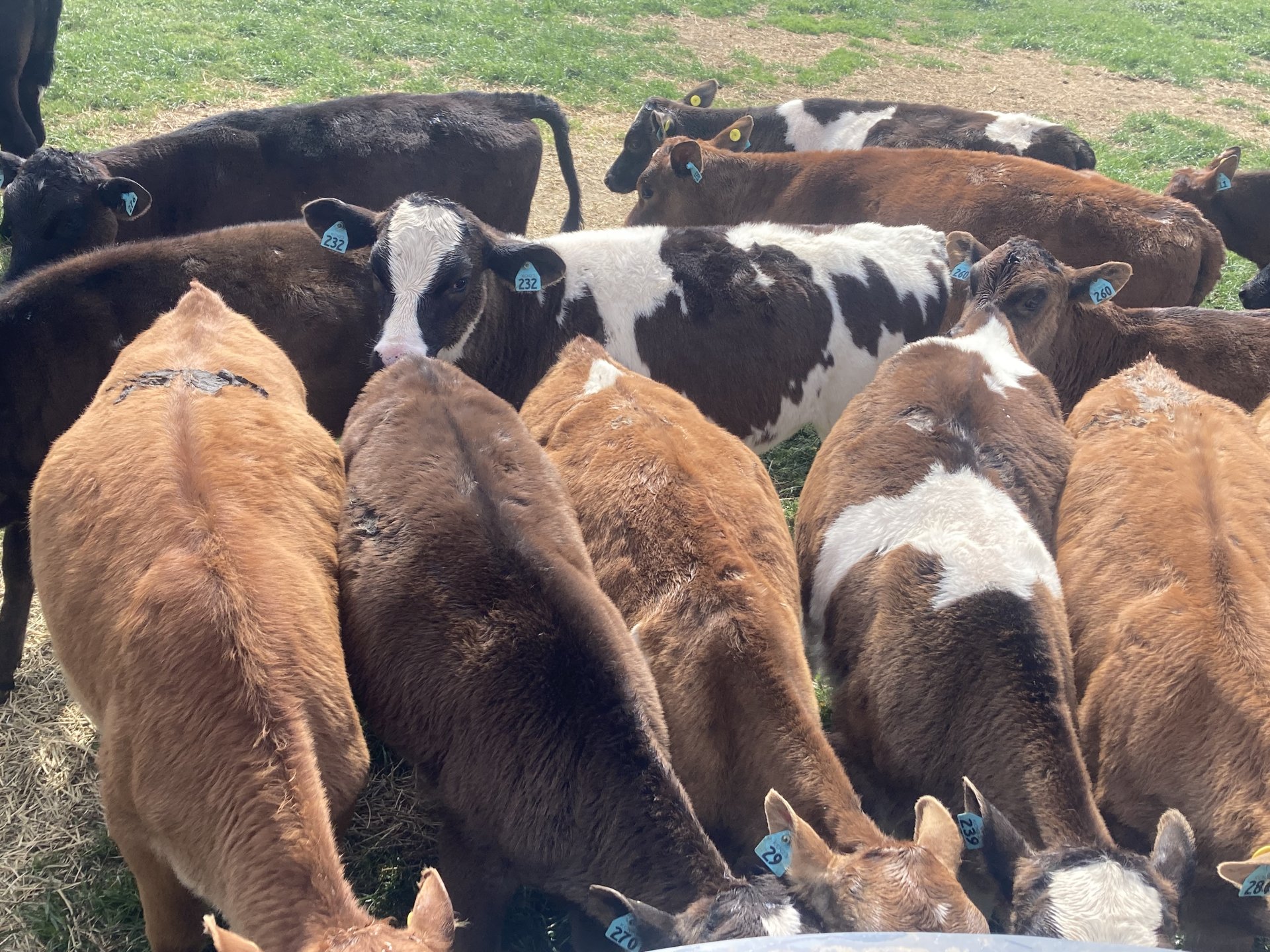 Feeding higher volumes of calf milk - Dispelling the feeding myths ...