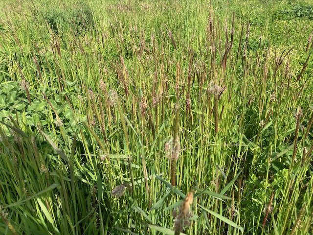 AB15 2 year legume fallow | Page 30 | The Farming Forum