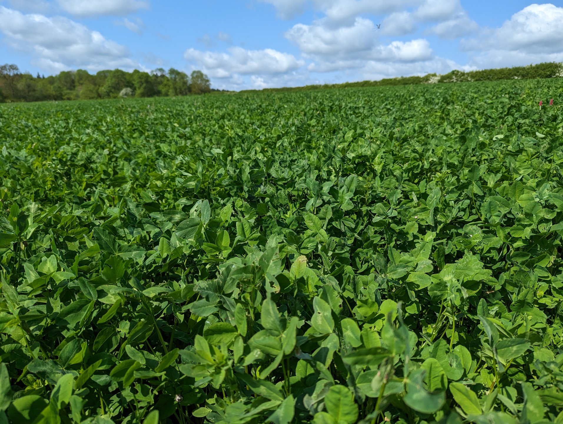 AB15 2 year legume fallow | Page 31 | The Farming Forum