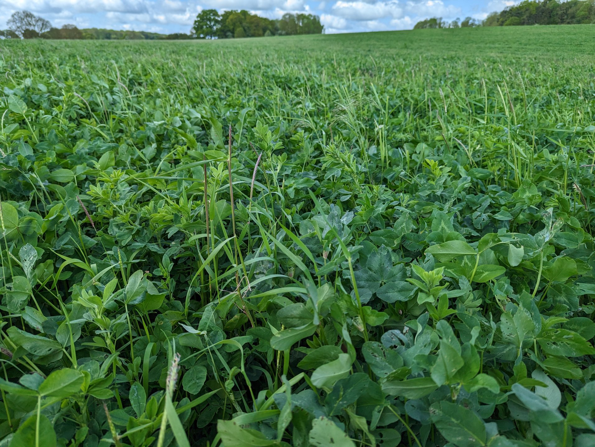 AB15 2 year legume fallow | Page 31 | The Farming Forum