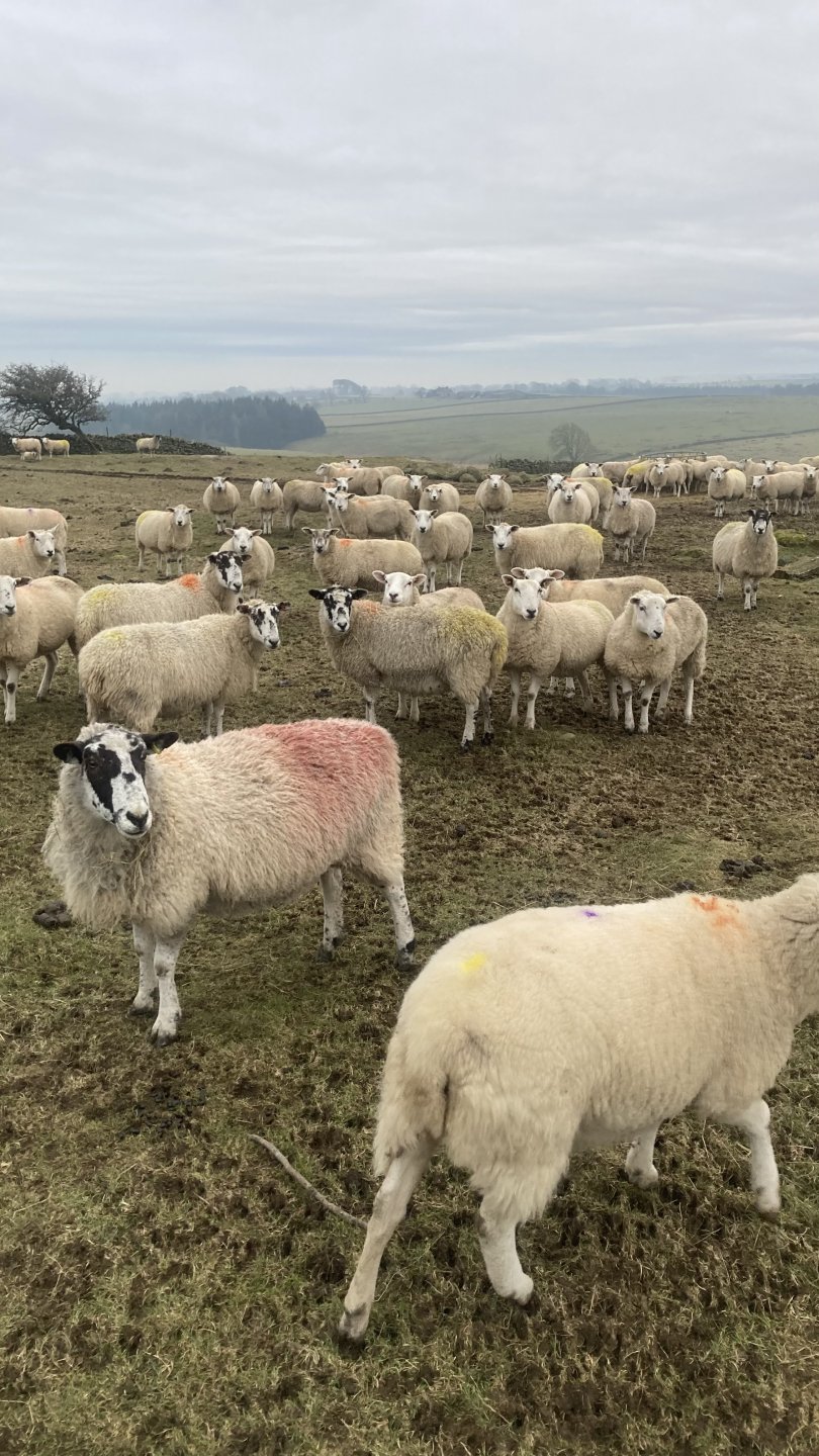Easycare sheep experiment | Page 56 | The Farming Forum