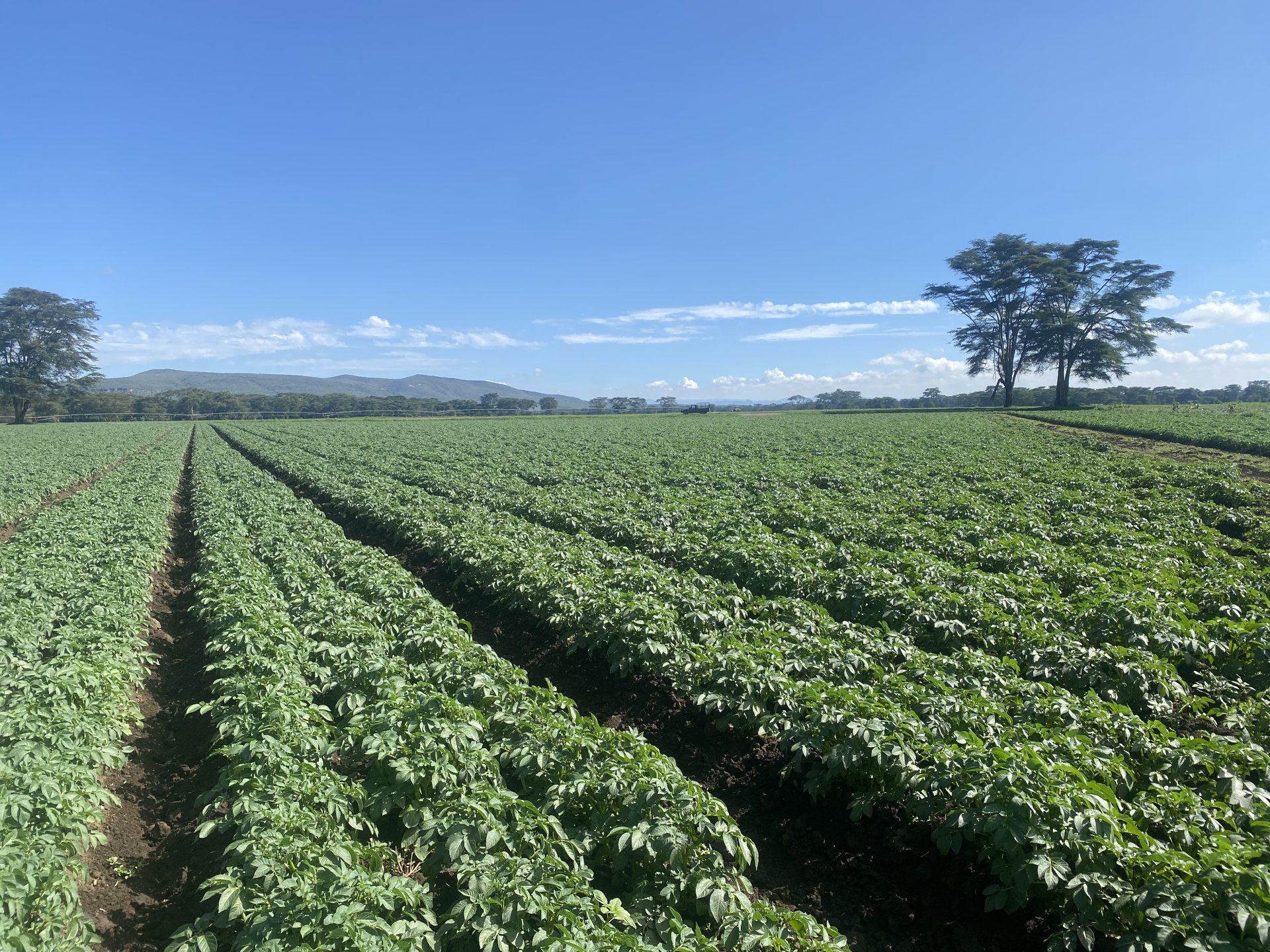 Smart potato cultivation system | Page 4 | The Farming Forum
