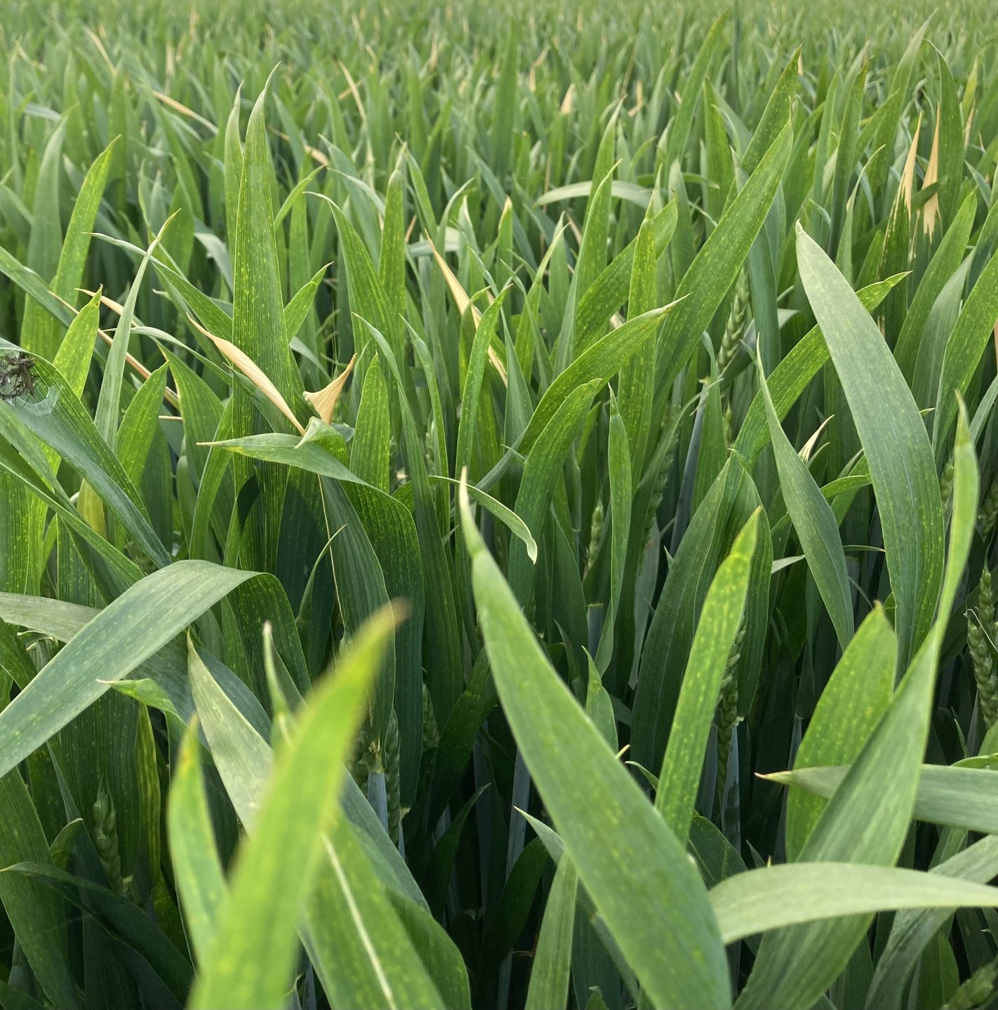 Tipping from granular urea ? | The Farming Forum