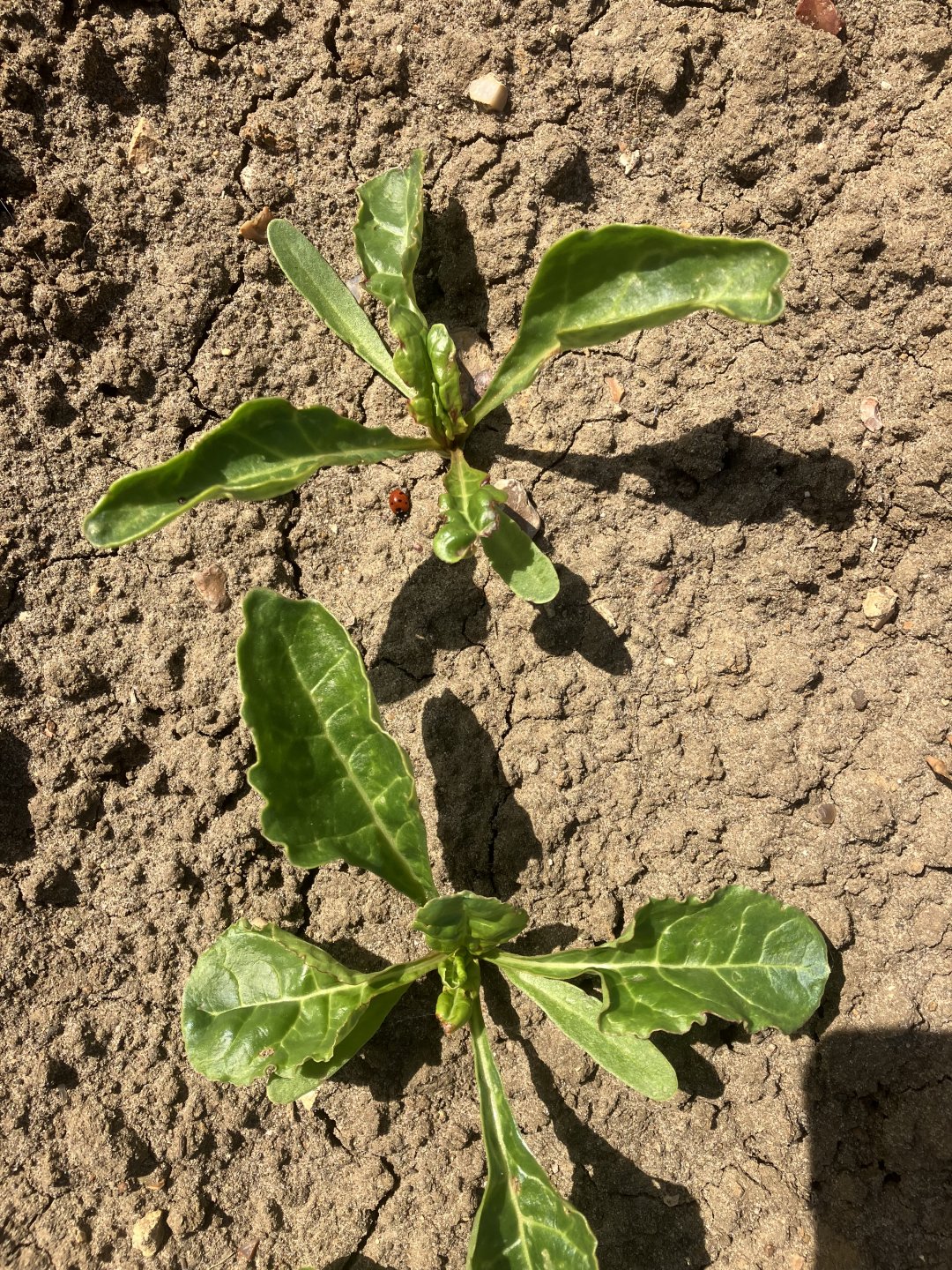 Beet 23 | Page 20 | The Farming Forum