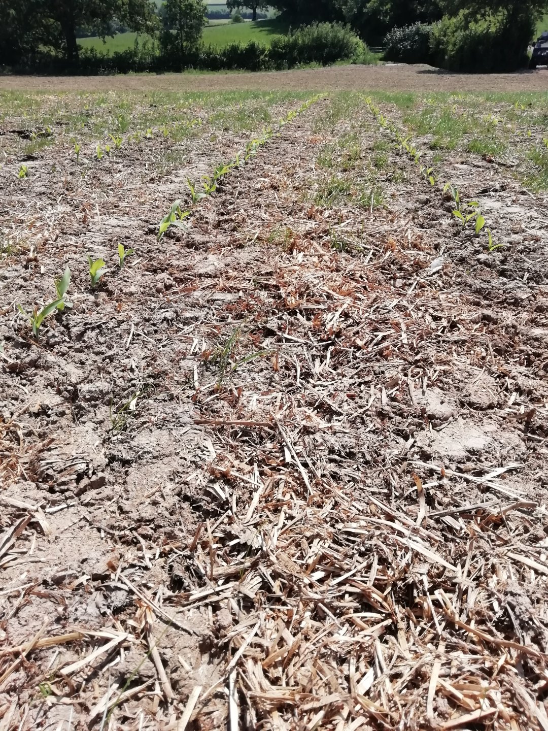 Maize 2023 | Page 18 | The Farming Forum