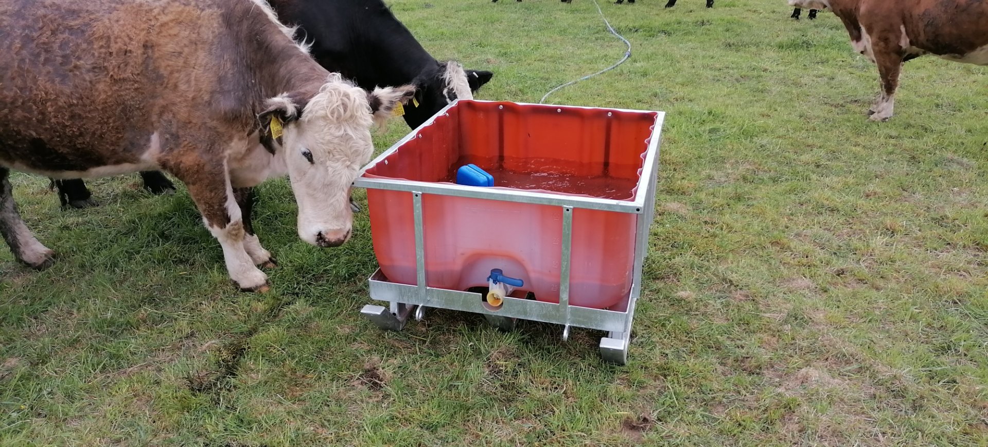 Portable Water Troughs for Sale for Mob / Regen Grazing | The Farming Forum