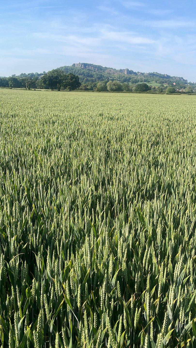 State of your crops 2023 | Page 18 | The Farming Forum