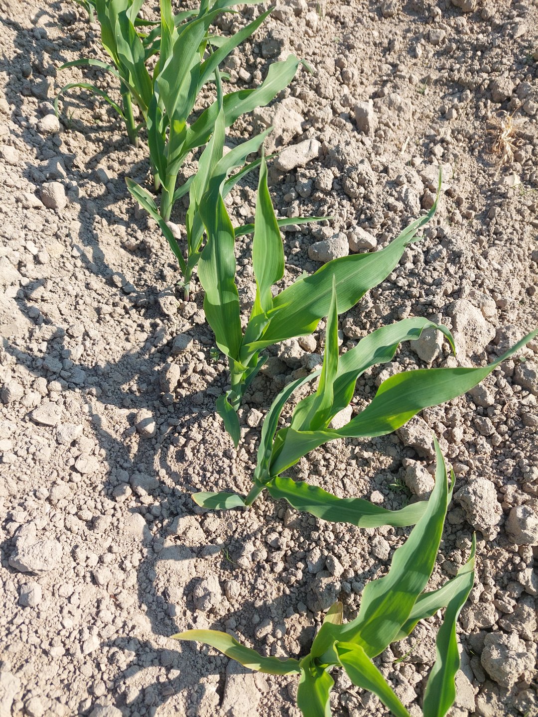 Maize fert | The Farming Forum