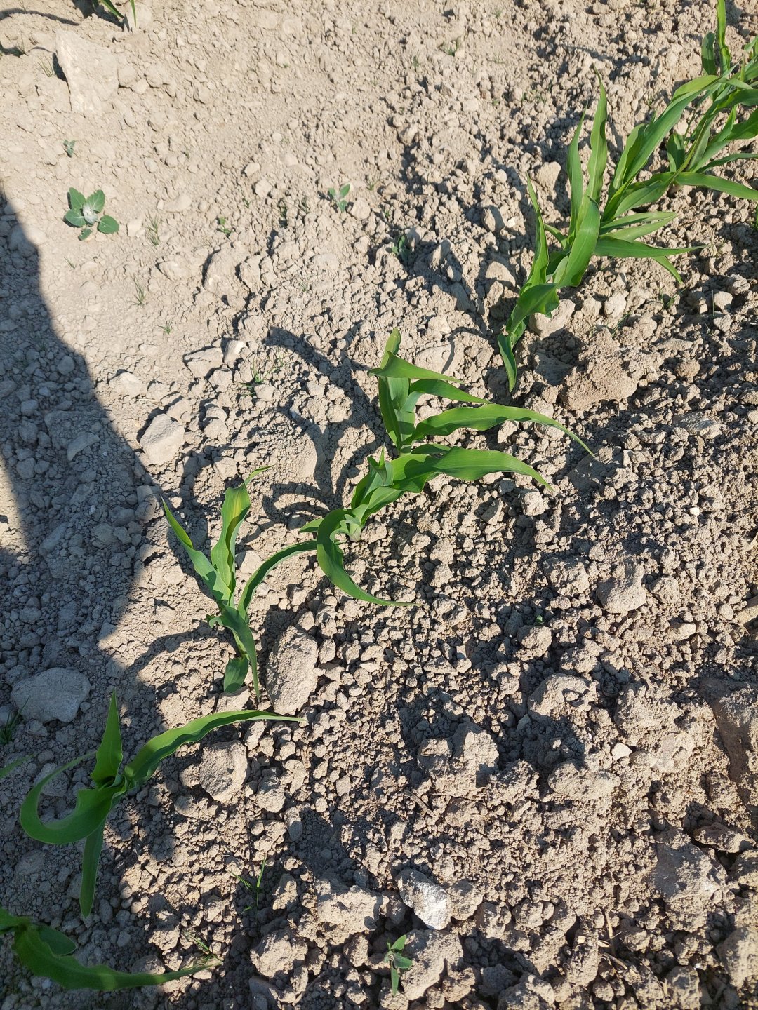 Maize fert | The Farming Forum