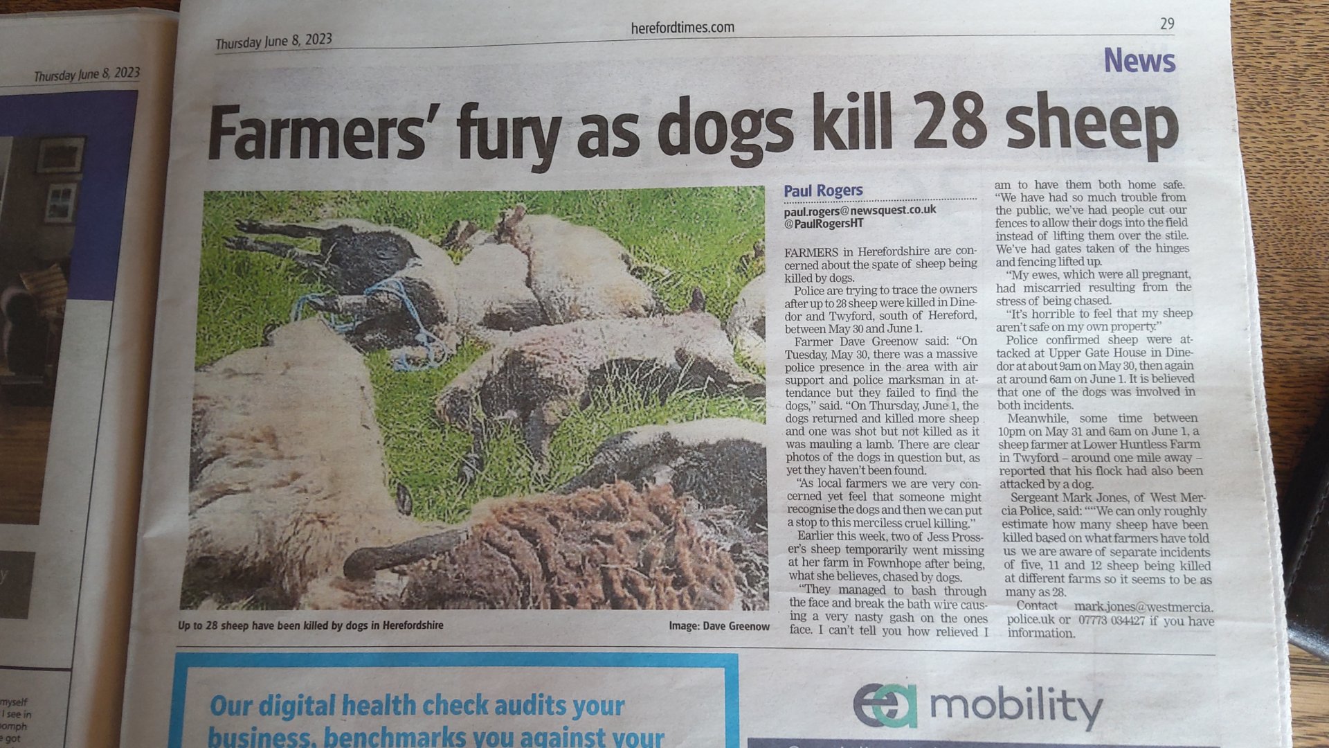 Dogs Killing sheep | The Farming Forum