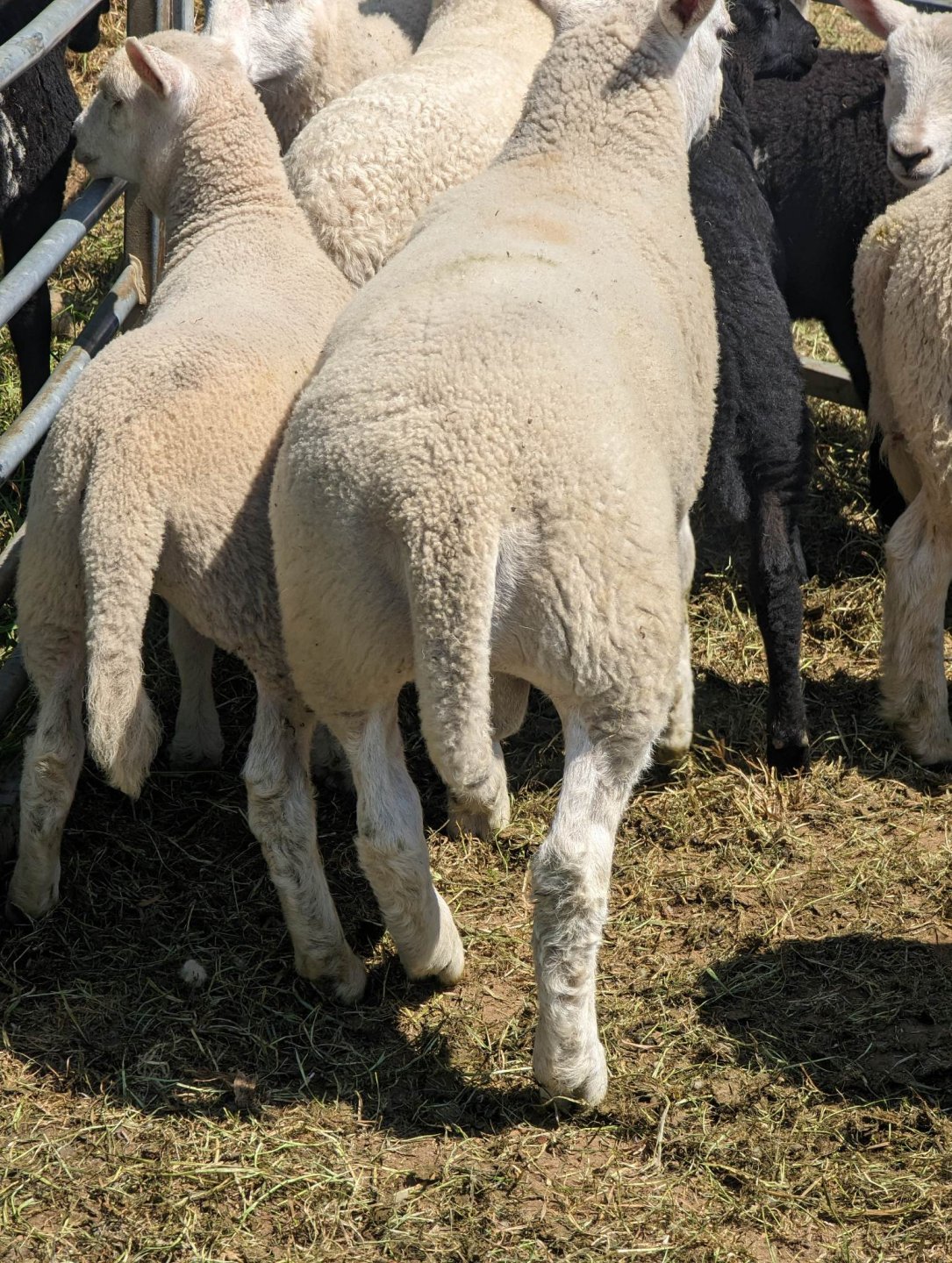 Confessions of the Sheep/Beef Cattle/Pig Addicts | Page 1728 | The ...