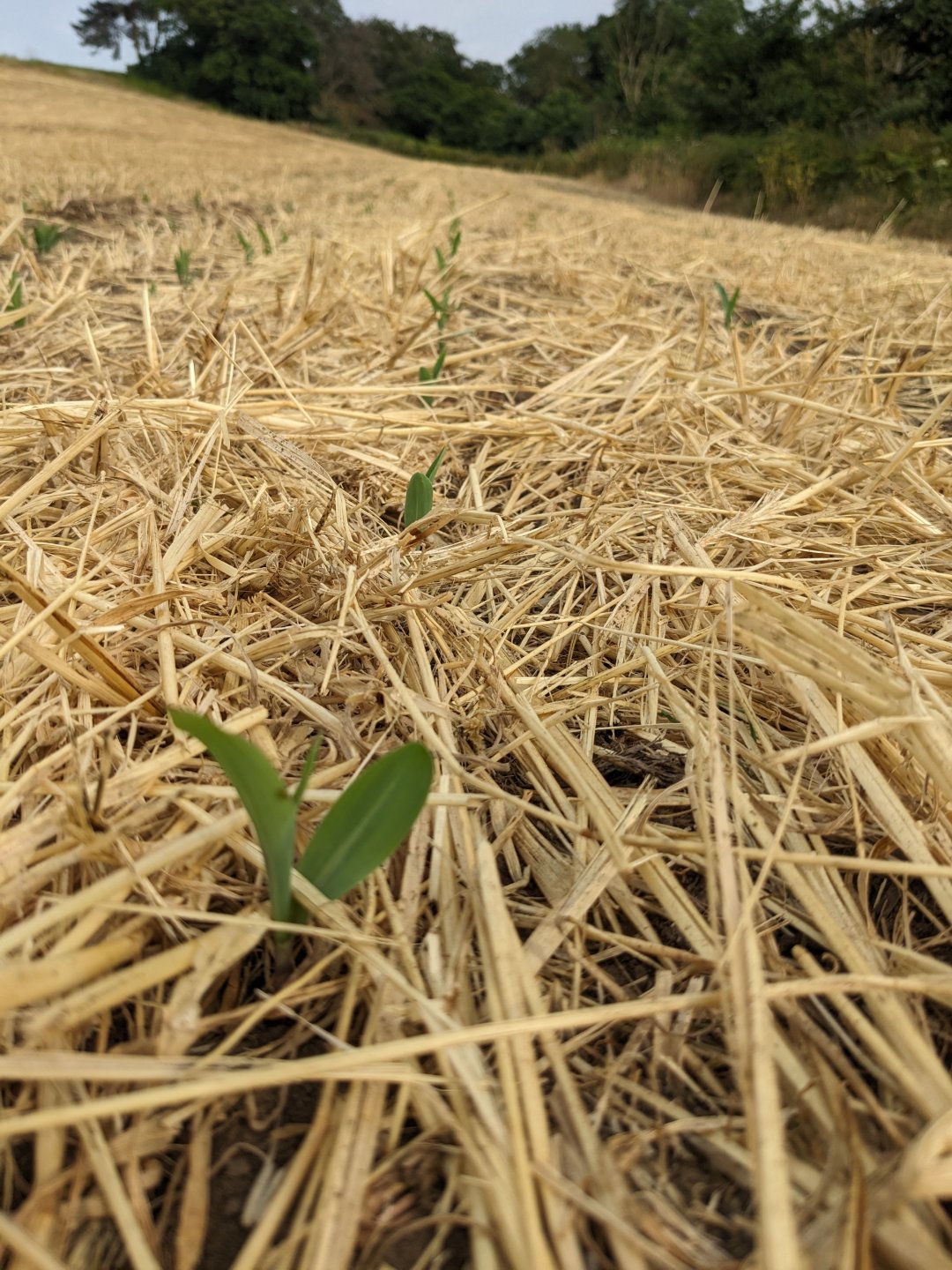 Direct/Strip-till drilling photo gallery | Page 137 | The Farming Forum