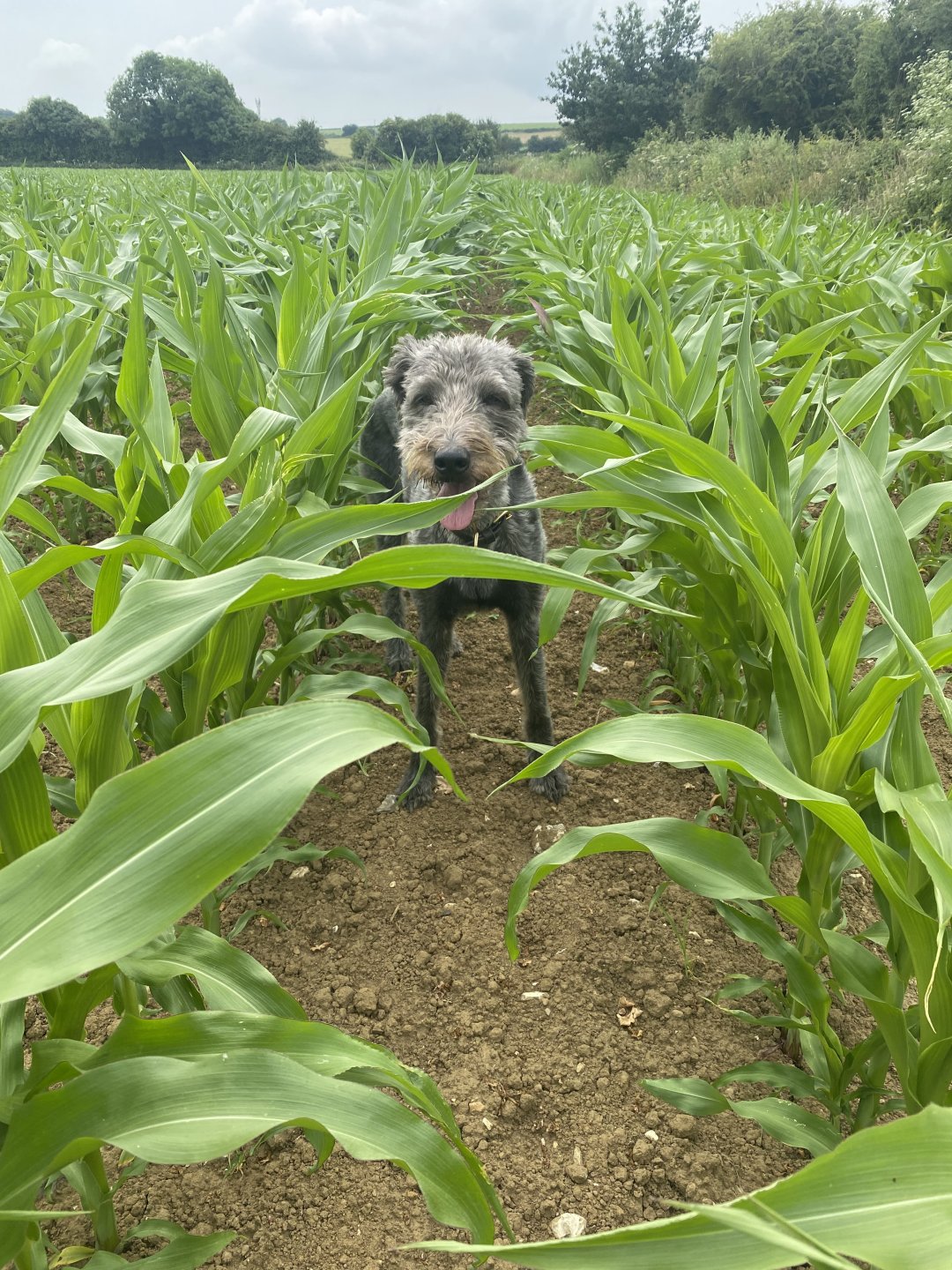 Maize 2023 | Page 22 | The Farming Forum