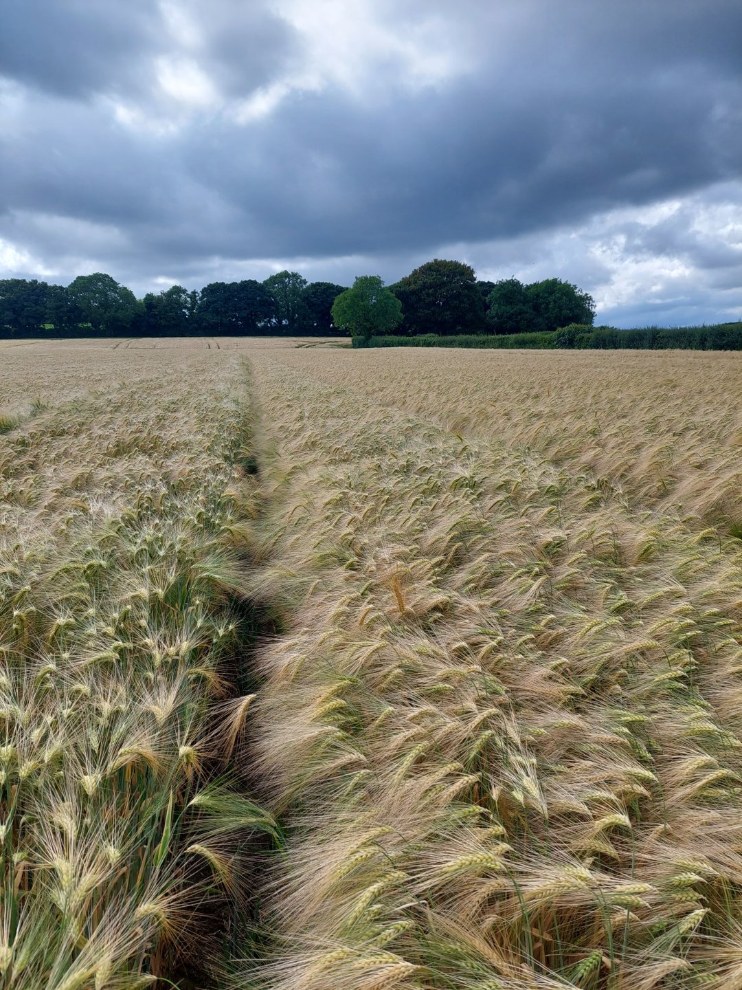 Hybrid Winter Barley | Page 4 | The Farming Forum