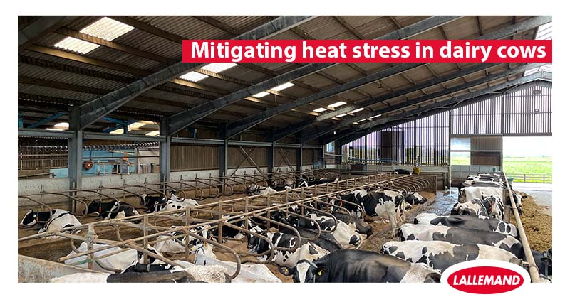 Mitigating heat stress in housed dairy cows | The Farming Forum