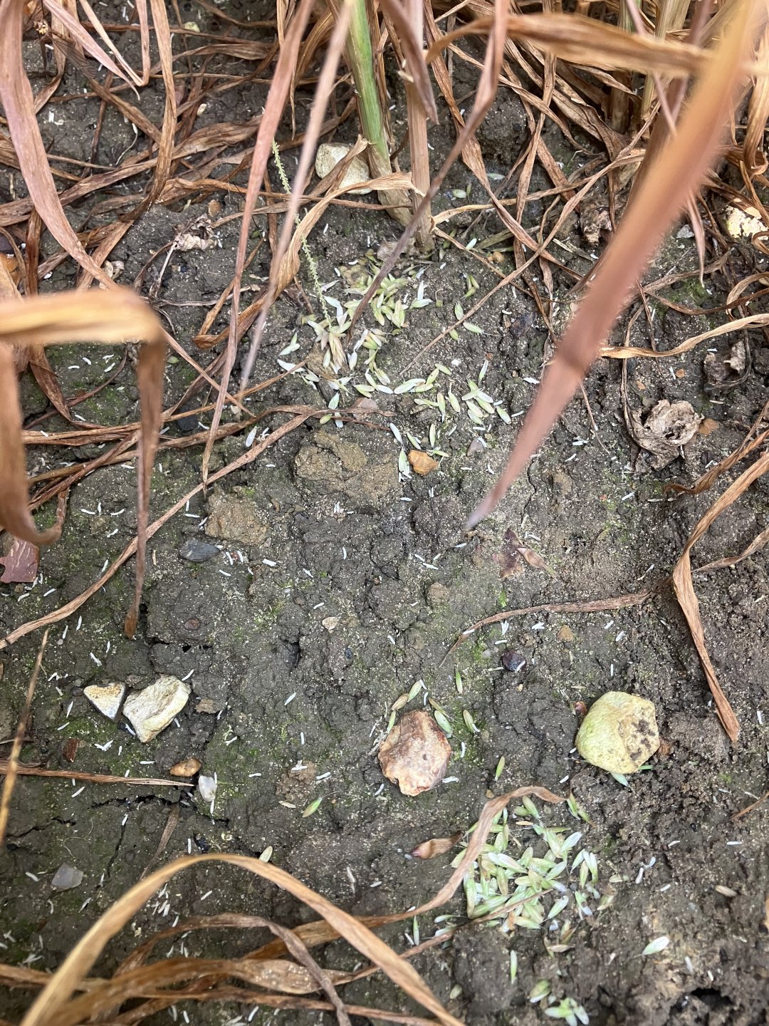 Rodent rogueing | The Farming Forum