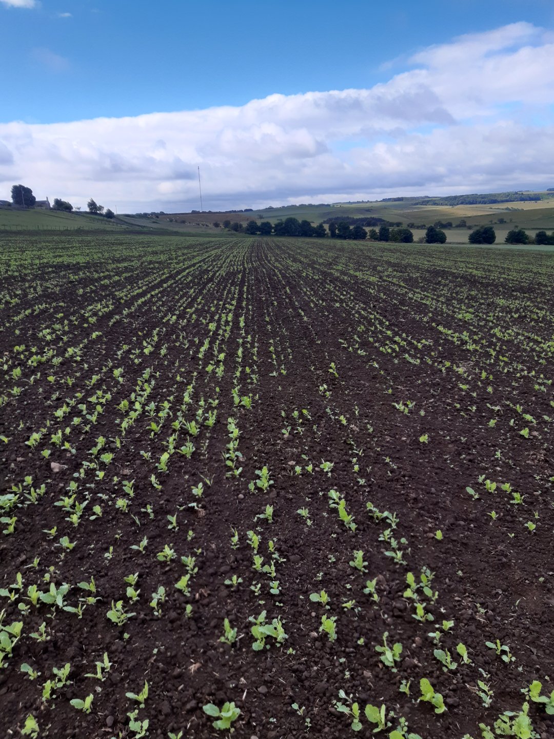 Stubble Turnips | Page 3 | The Farming Forum
