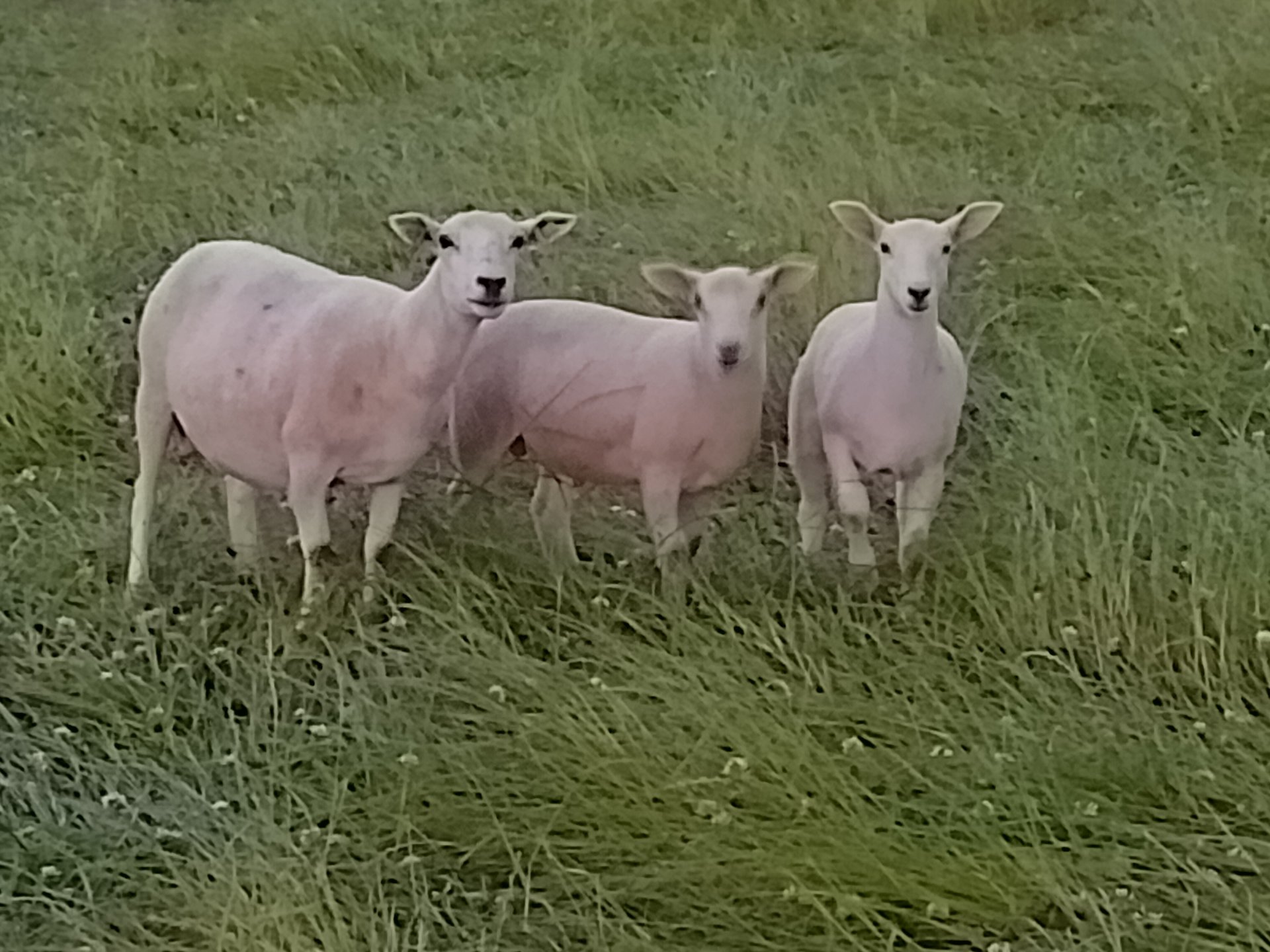 Lambing ease gestation length | Page 37 | The Farming Forum