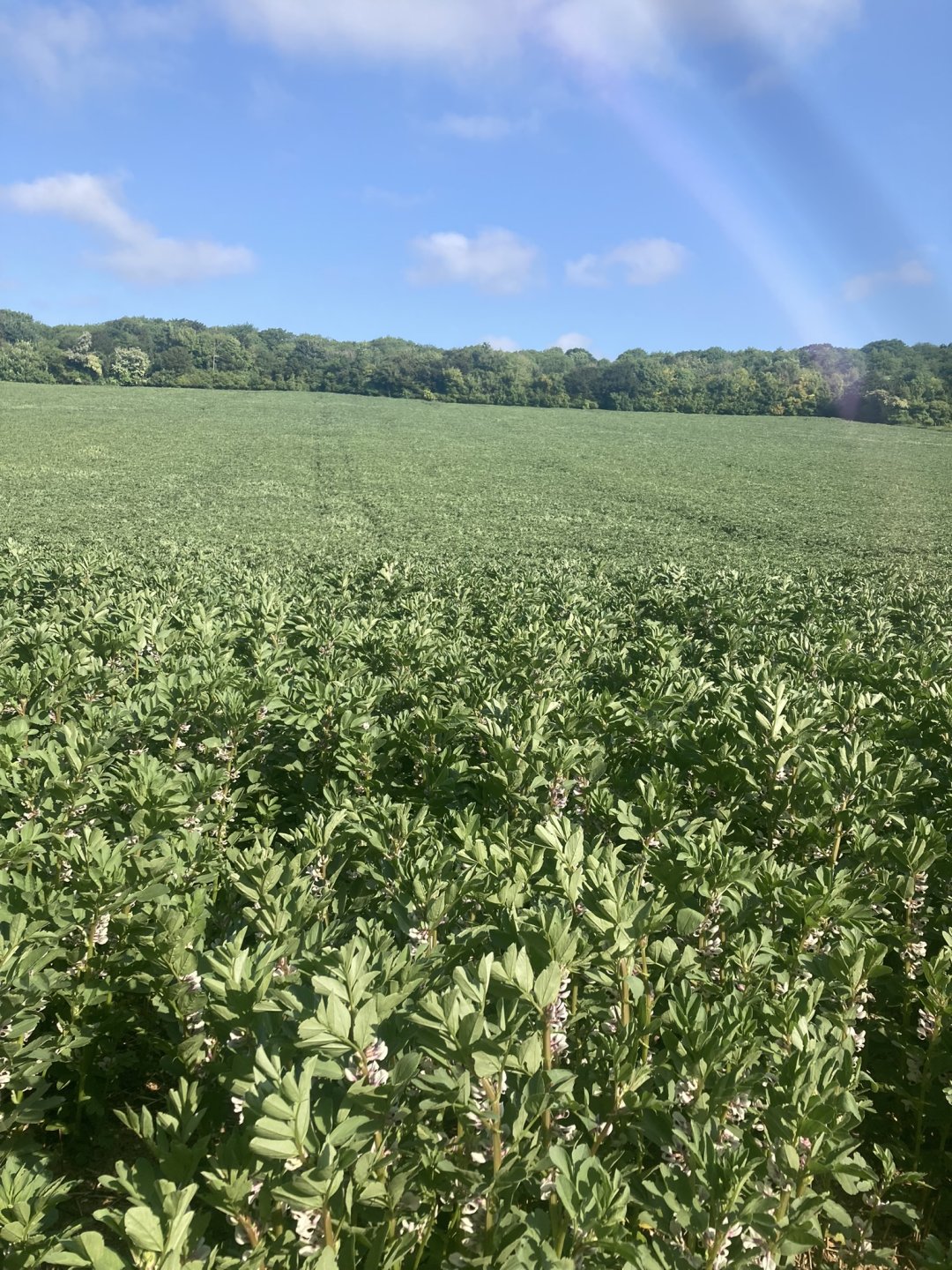 Direct/Strip-till drilling photo gallery | Page 137 | The Farming Forum