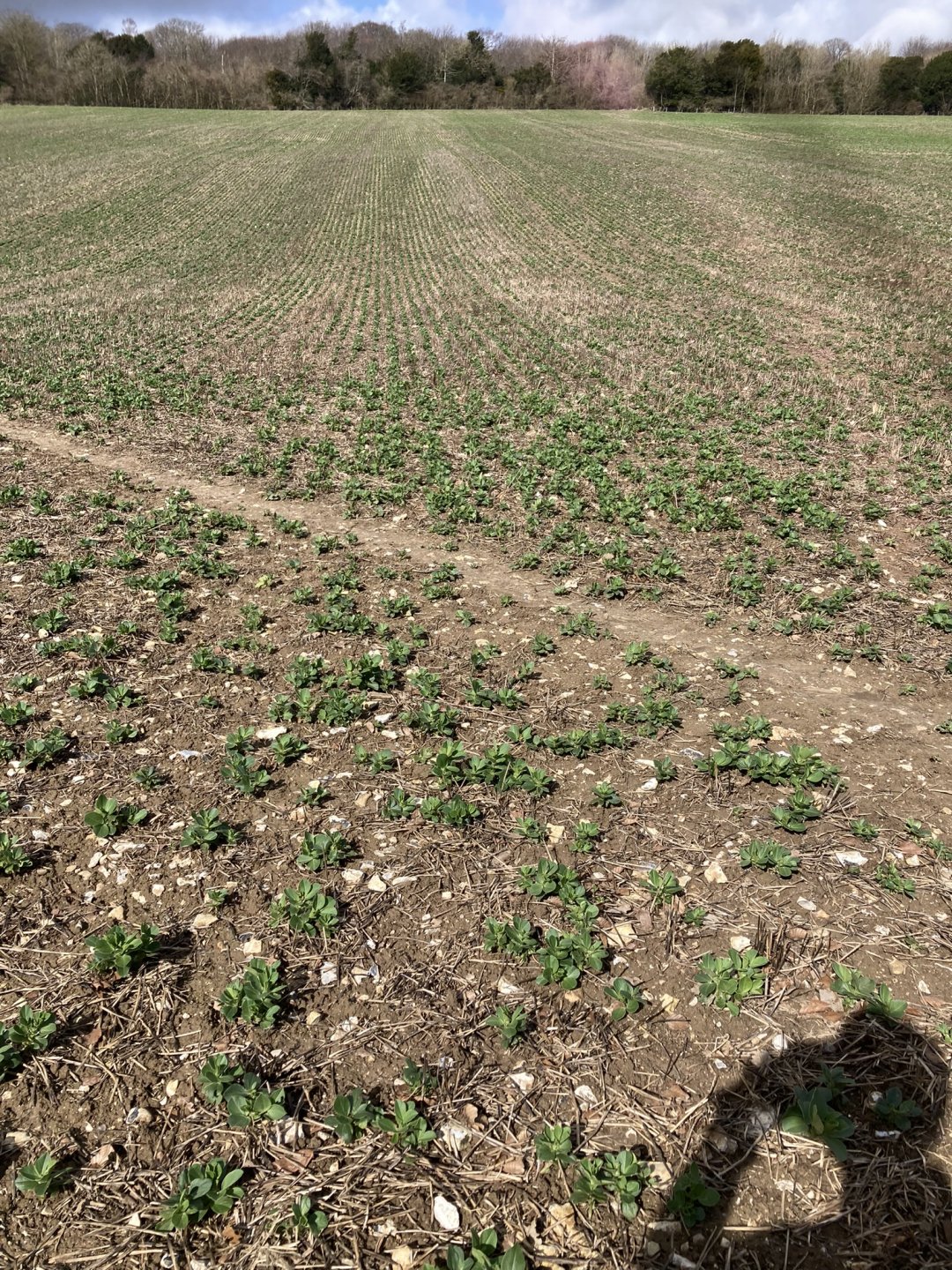 Direct/Strip-till drilling photo gallery | Page 137 | The Farming Forum