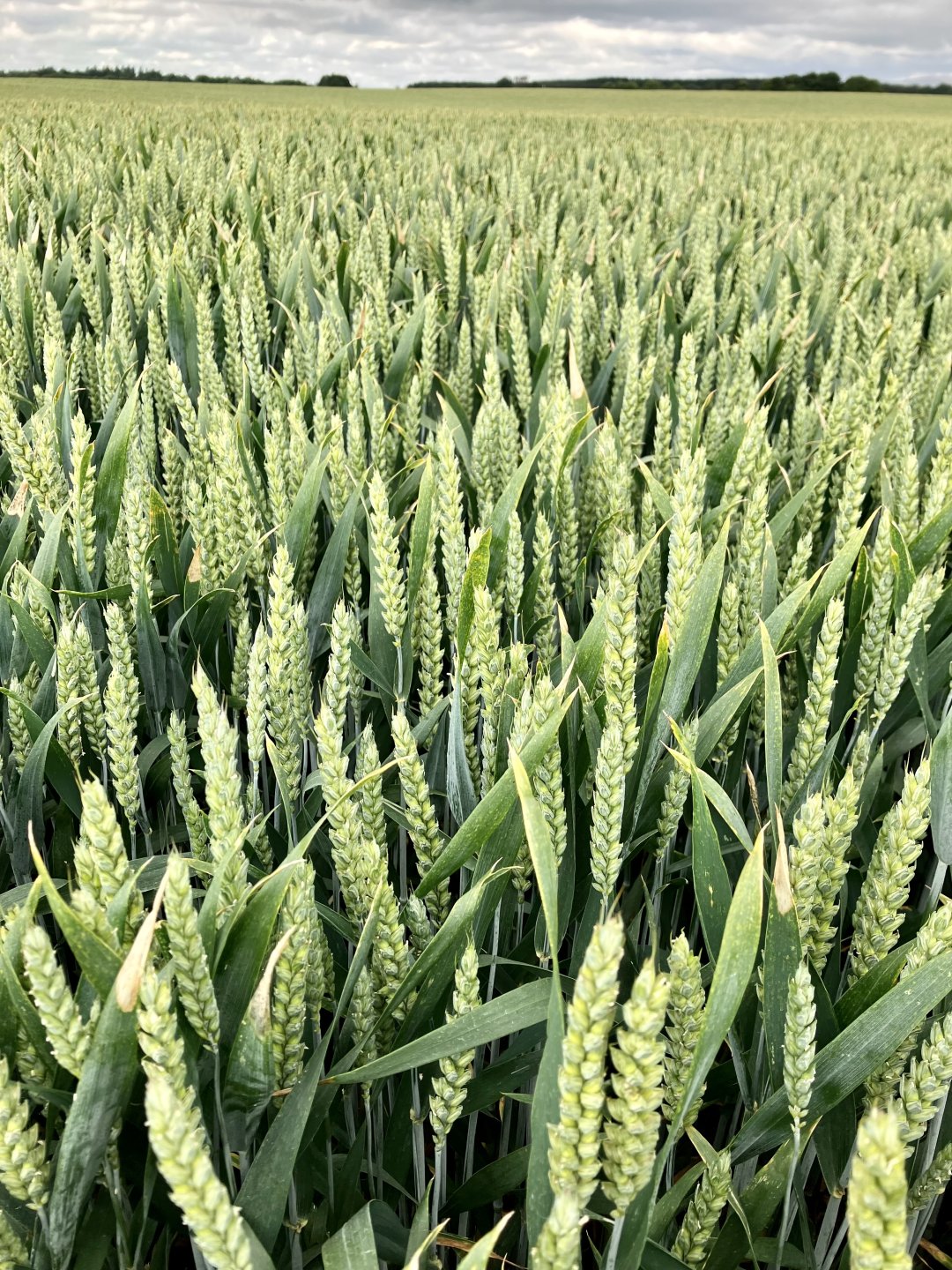 State of your crops 2023 | Page 31 | The Farming Forum