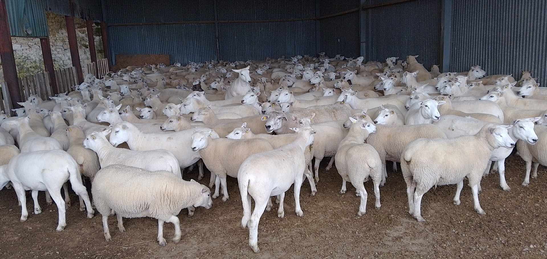 Confessions of the Sheep/Beef Cattle/Pig Addicts | Page 1824 | The ...