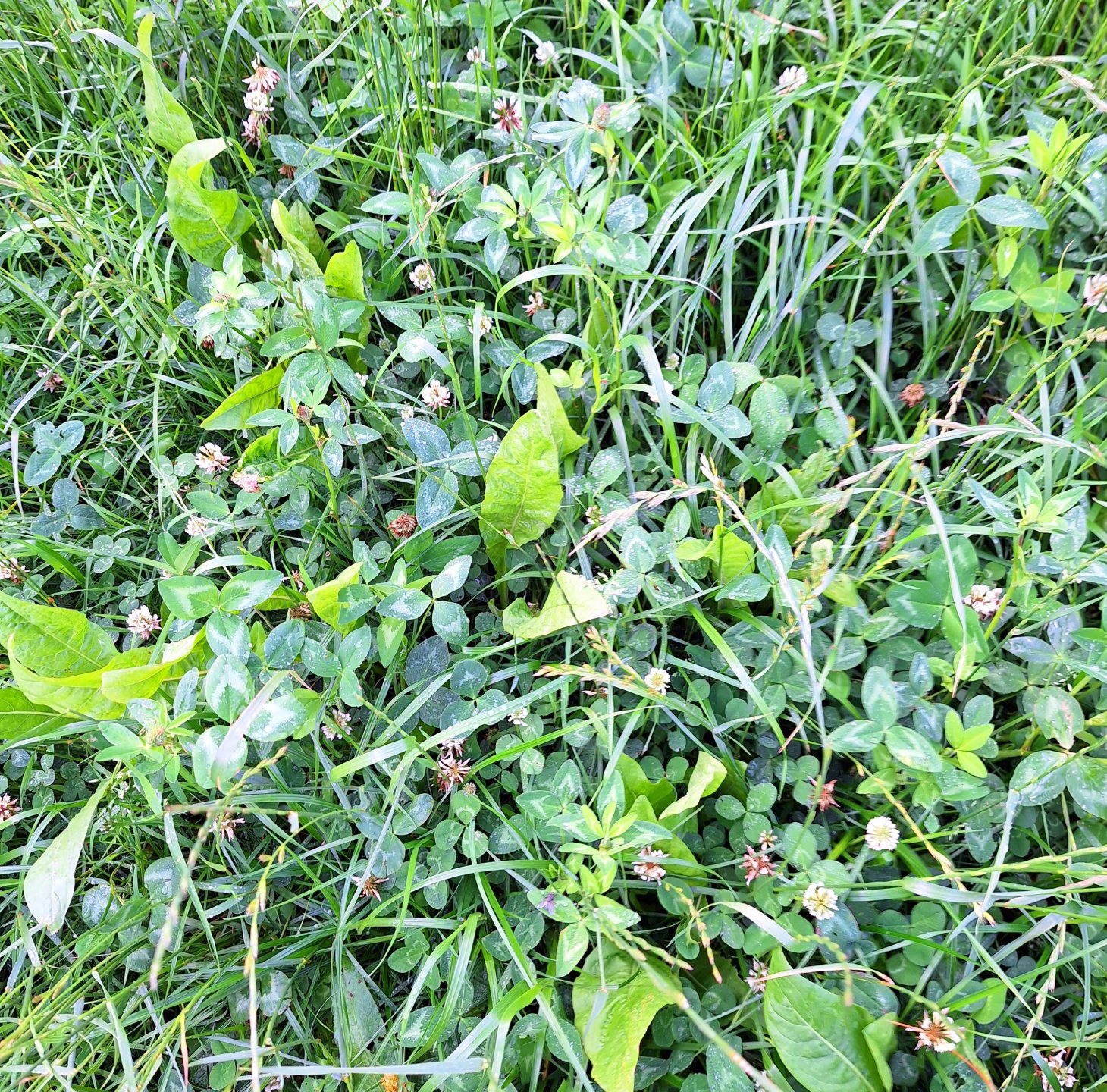 DD grass into grass- to roll or not to roll? | Page 4 | The Farming Forum