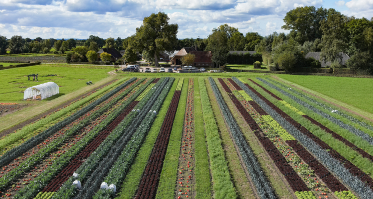 New institute to develop 'smart breeding' method for more resilient and ...