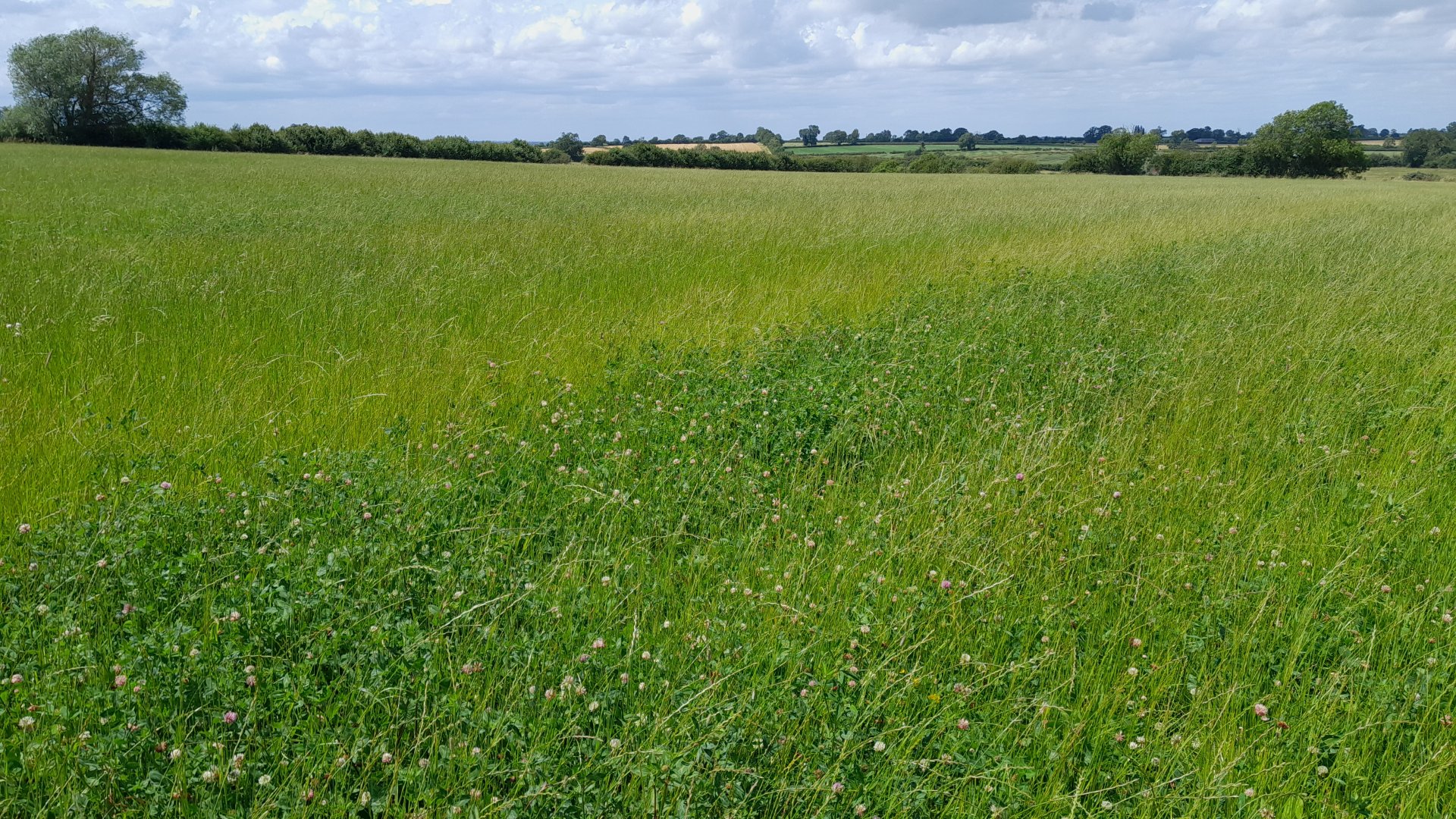 GS4 herbal ley establishment options | Page 2 | The Farming Forum
