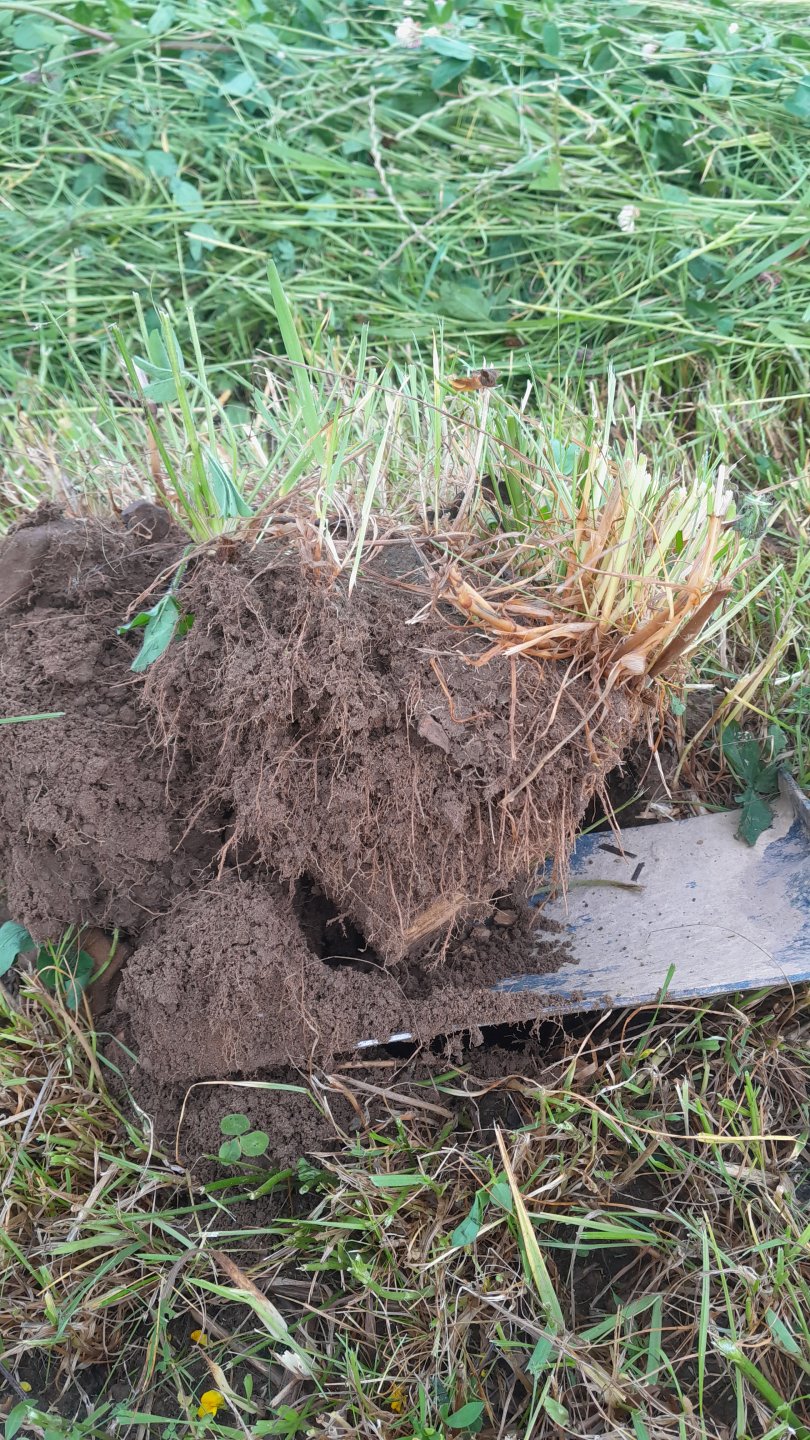 GS4 herbal ley establishment options | Page 2 | The Farming Forum